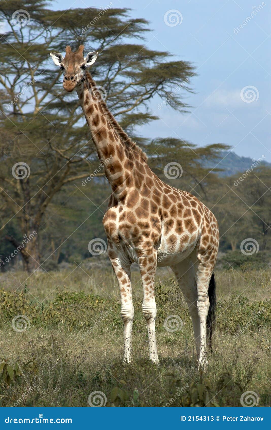 Single african giraffe stock image. Image of kenya, high - 2154313