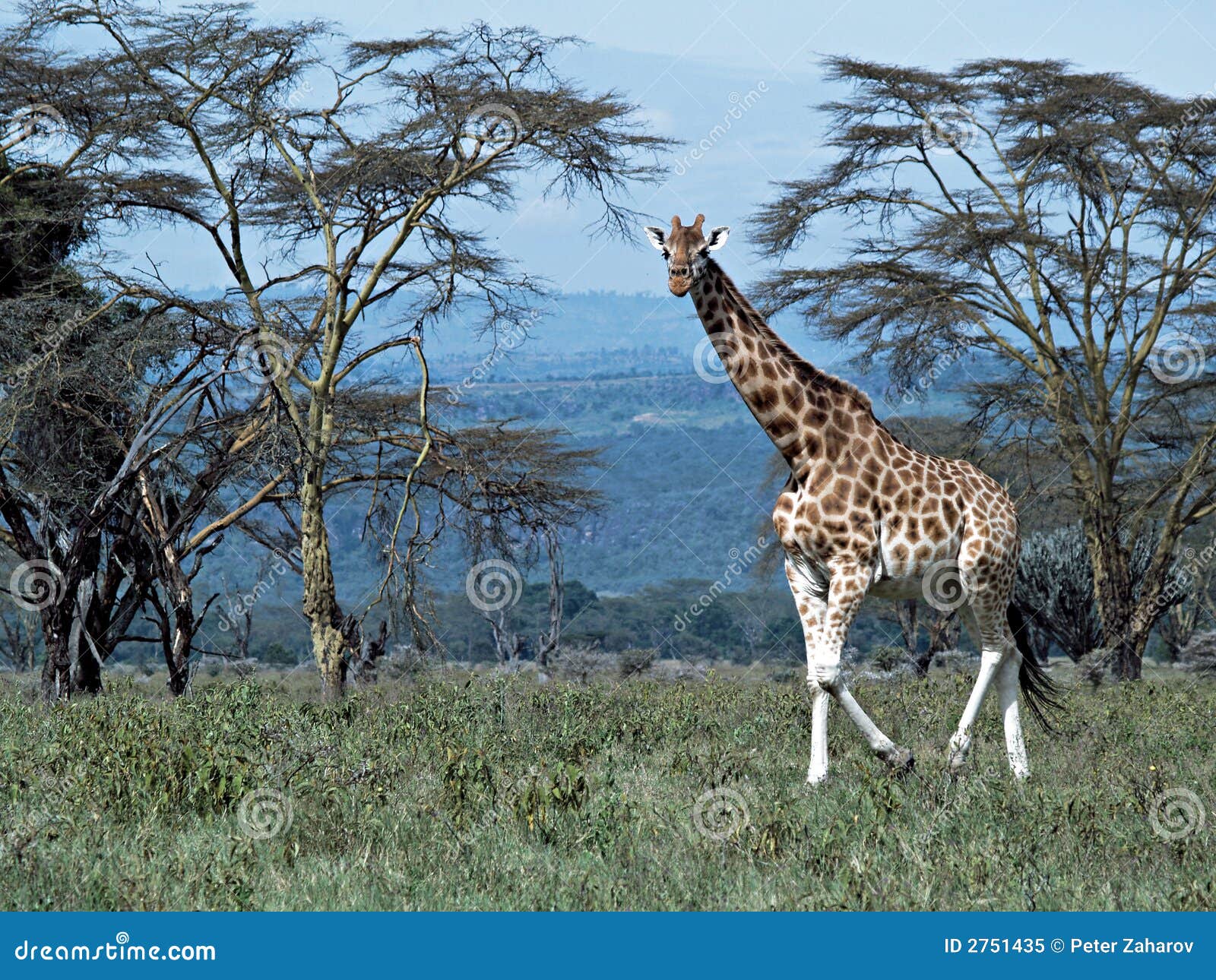 Single african giraffe stock image. Image of wild, height - 2751435