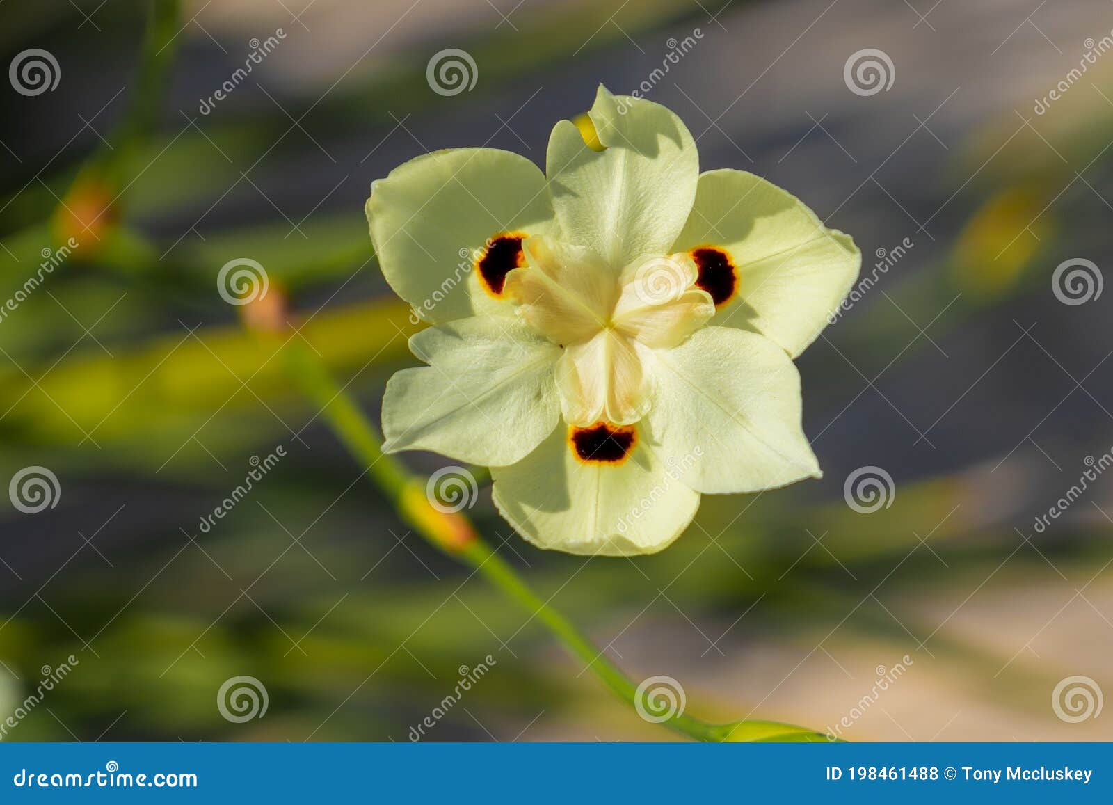 African Lilly First Bloom Stock Photography | CartoonDealer.com #79640120