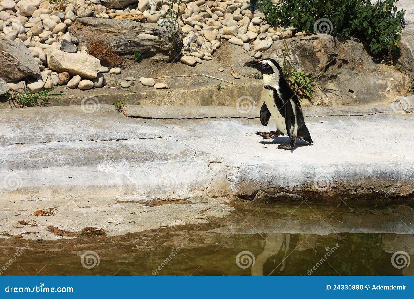 Single African Penguin Near a Pool in a Zo Stock Photo - Image of ...