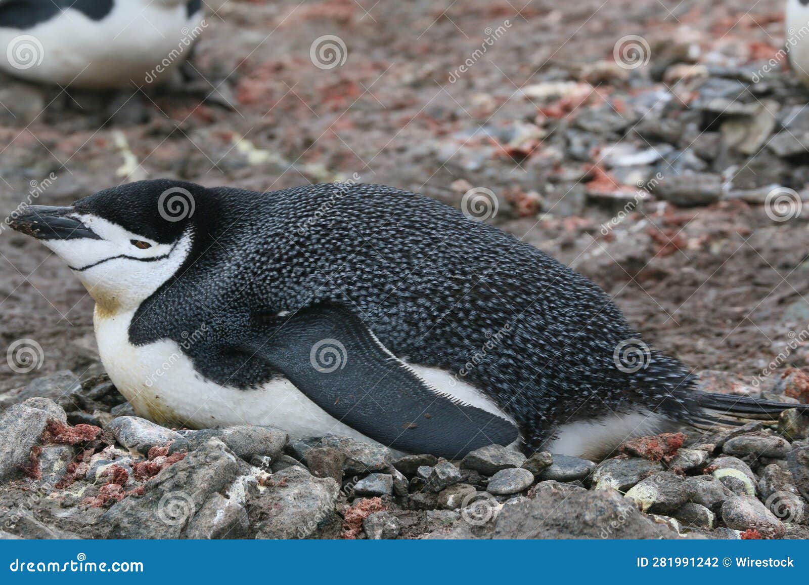 Single African Penguin Perched on a Rocky Surface Stock Photo - Image ...