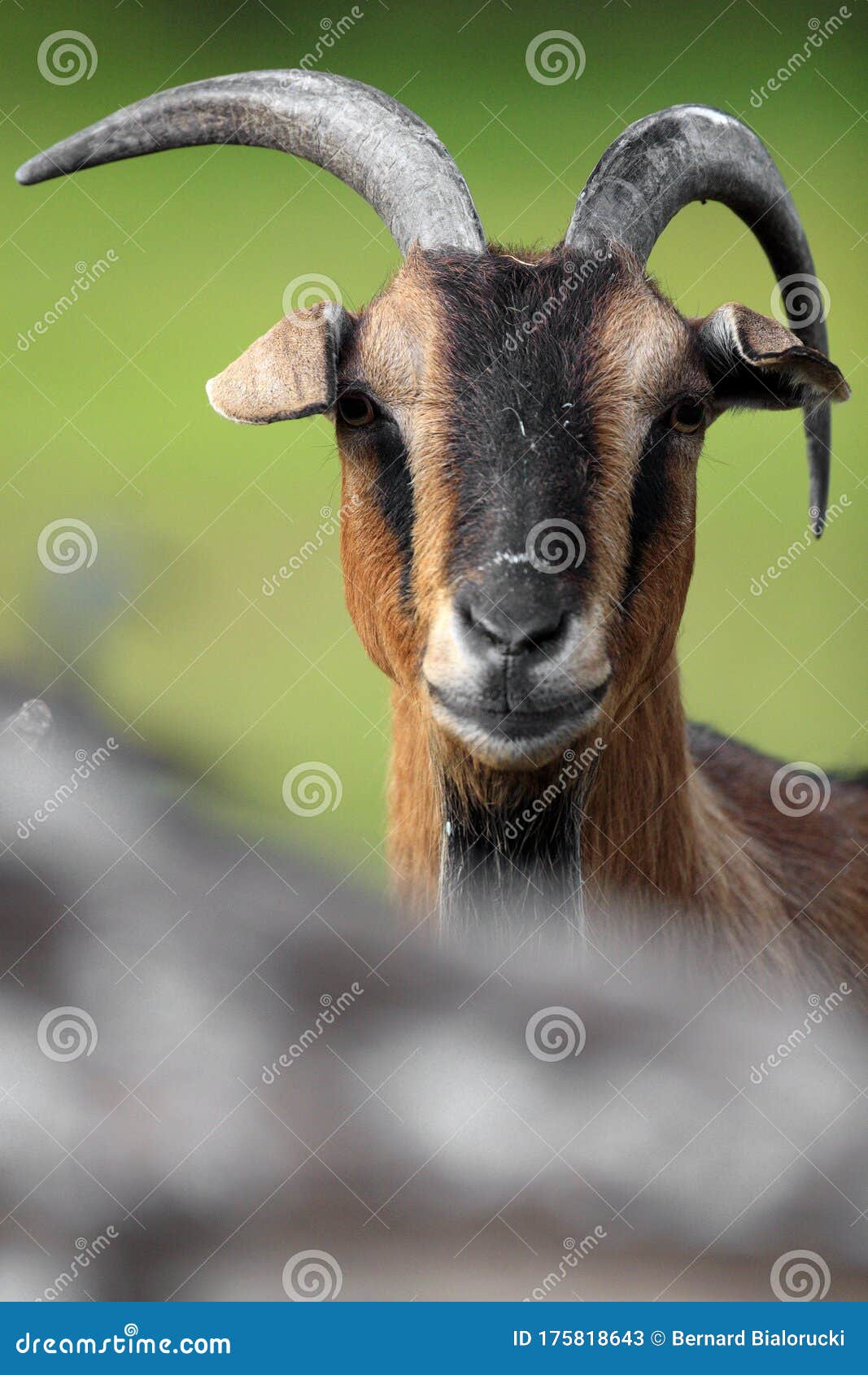 Single African Pygmy Goat in Zoological Garden Stock Image - Image of ...