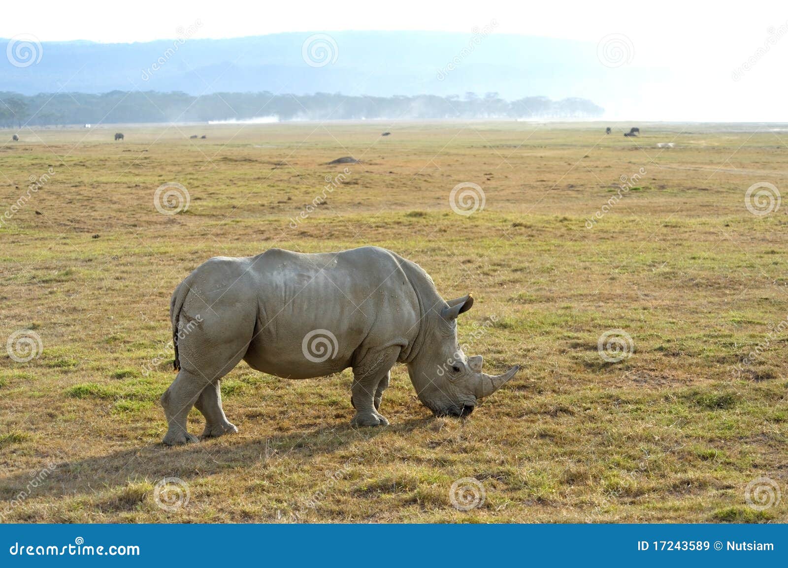 Single African rhinoceros stock image. Image of danger - 17243589