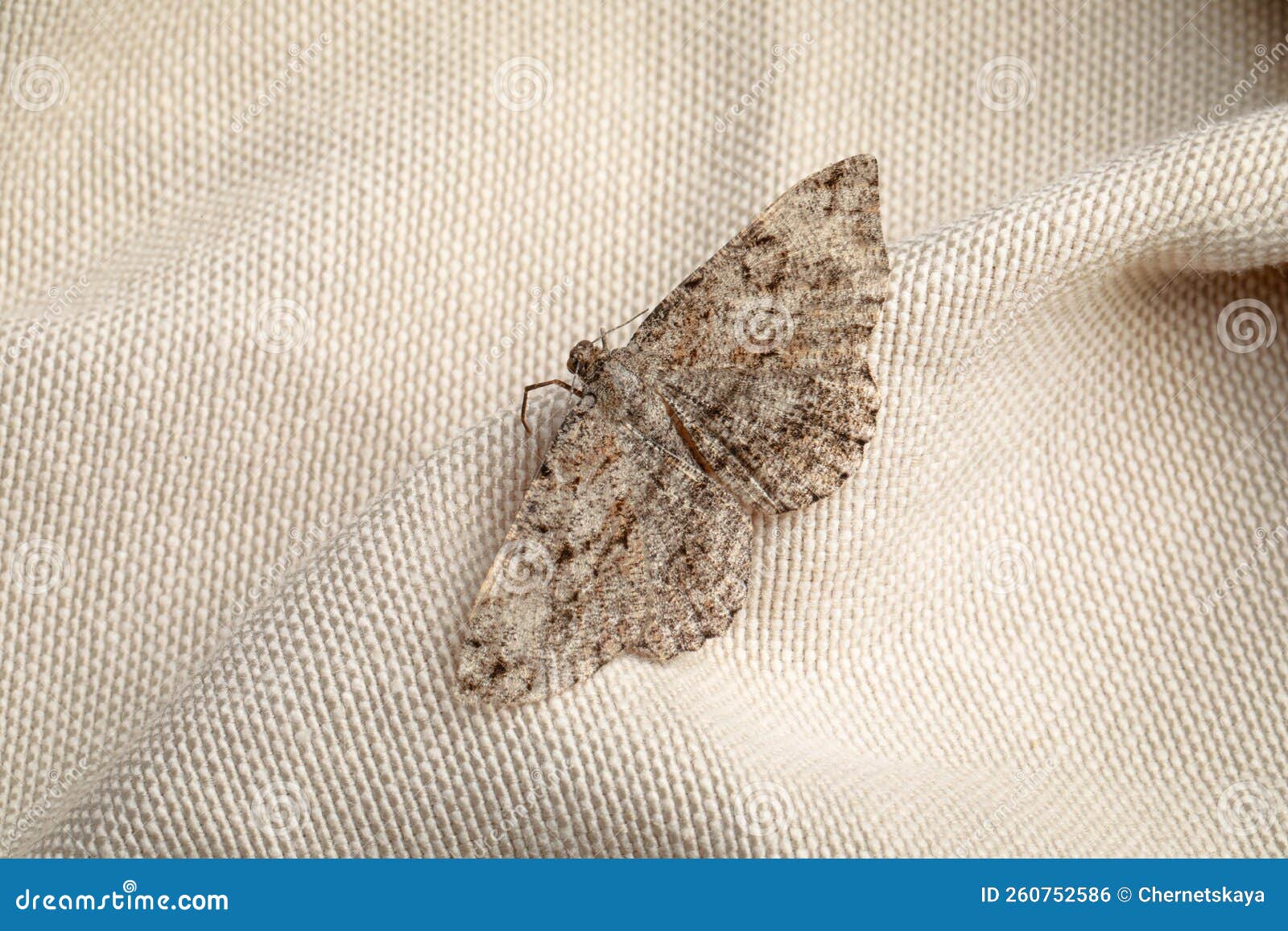 Single Alcis Repandata Moth on Beige Cloth, Above View Stock Photo ...