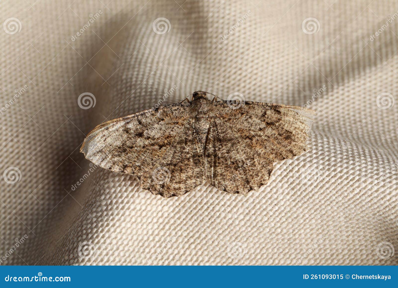 Single Alcis Repandata Moth on Beige Cloth, Top View Stock Image ...