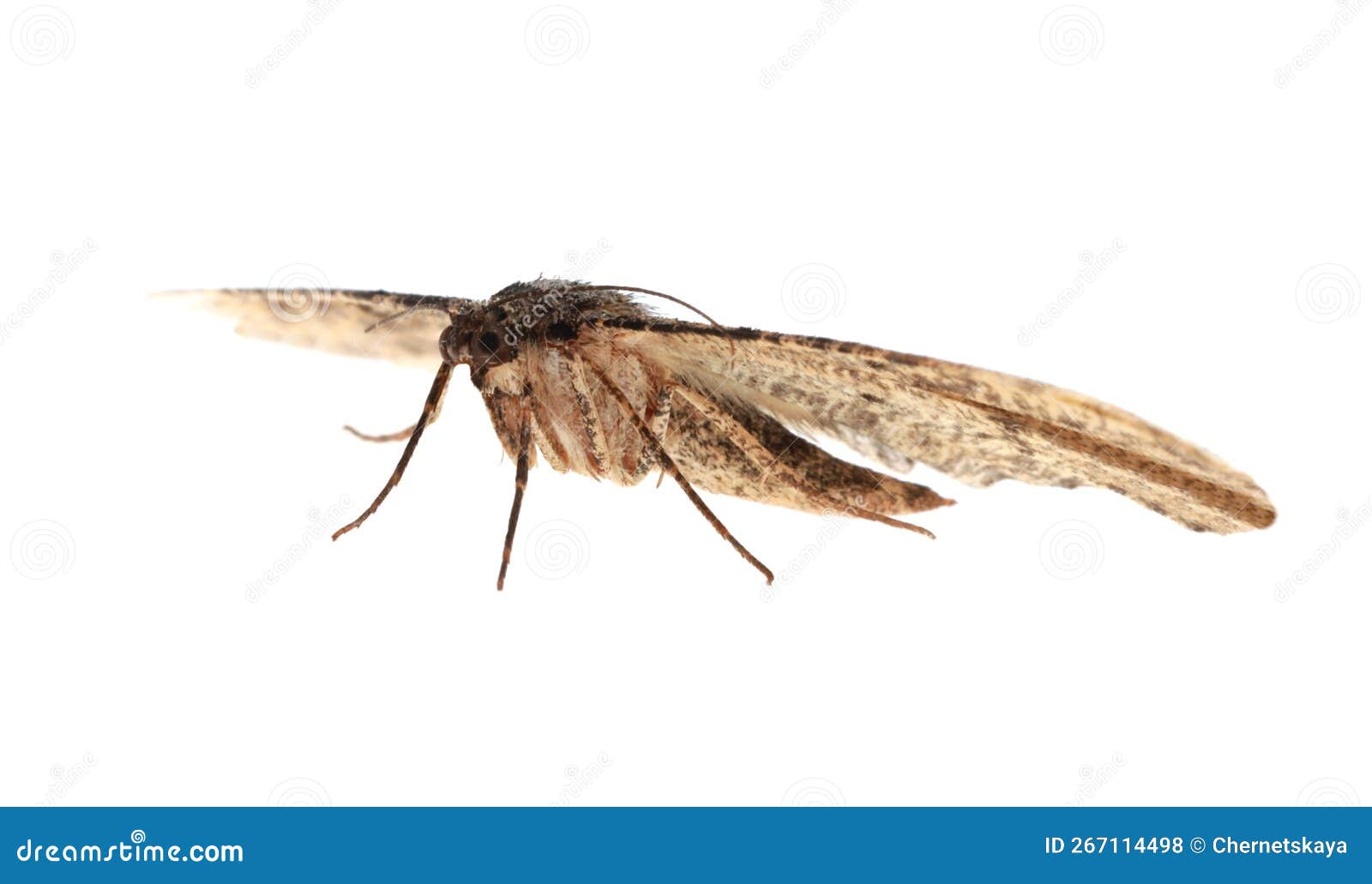 Single Alcis Repandata Moth Flying on White Background Stock Photo ...