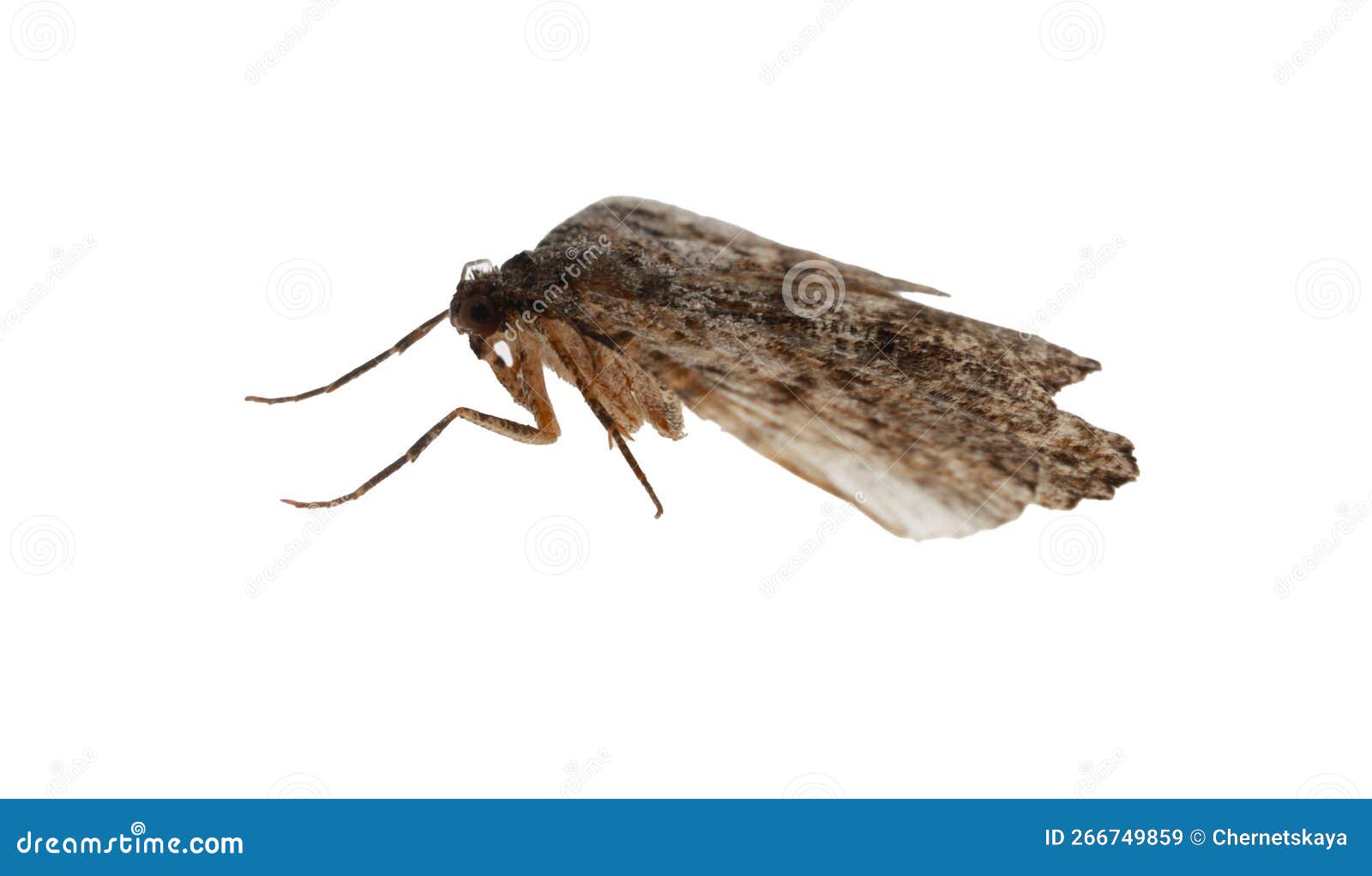 Single Alcis Repandata Moth Isolated on White Stock Image - Image of ...