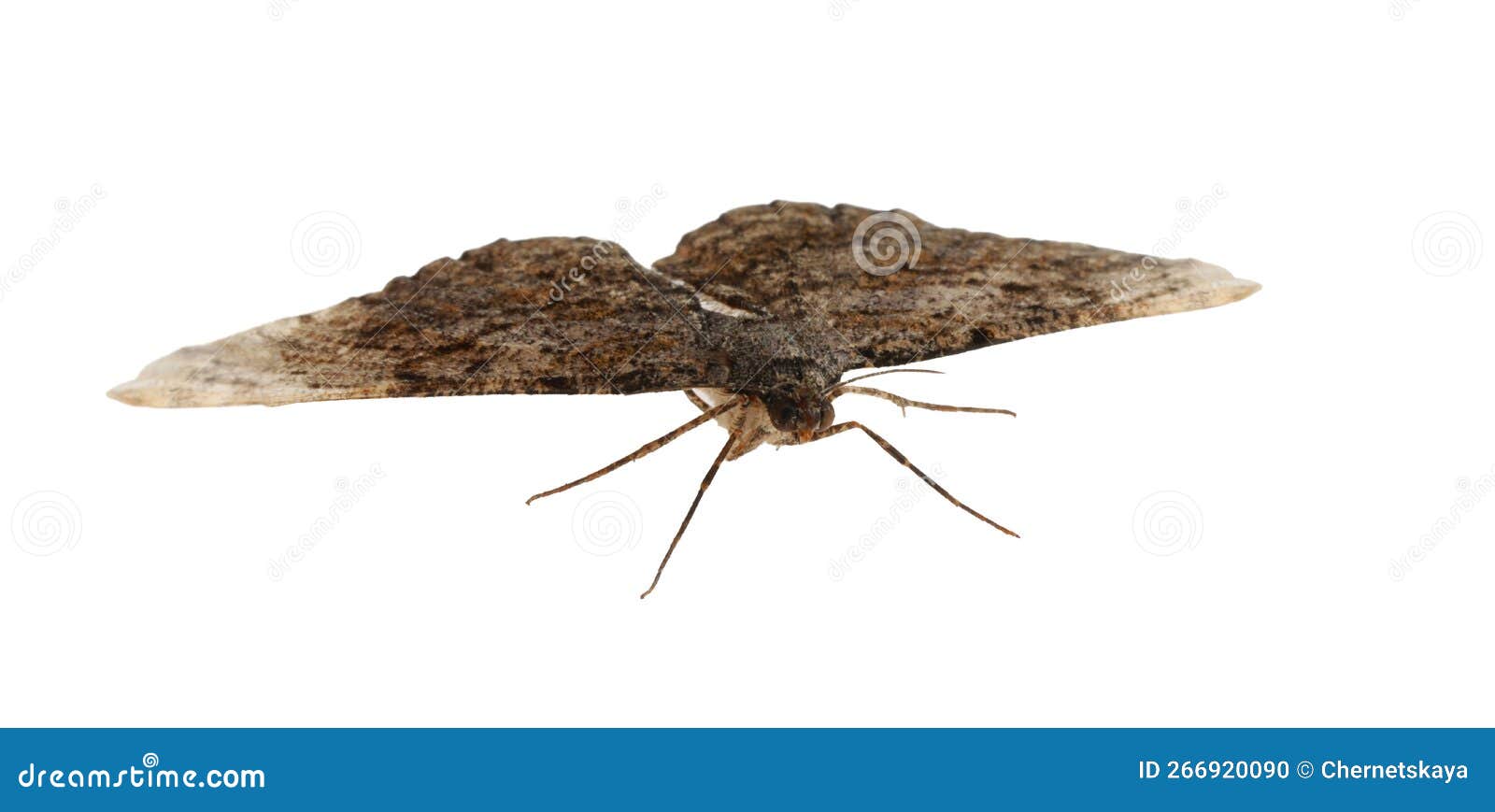 Single Alcis Repandata Moth Isolated on White Stock Photo - Image of ...