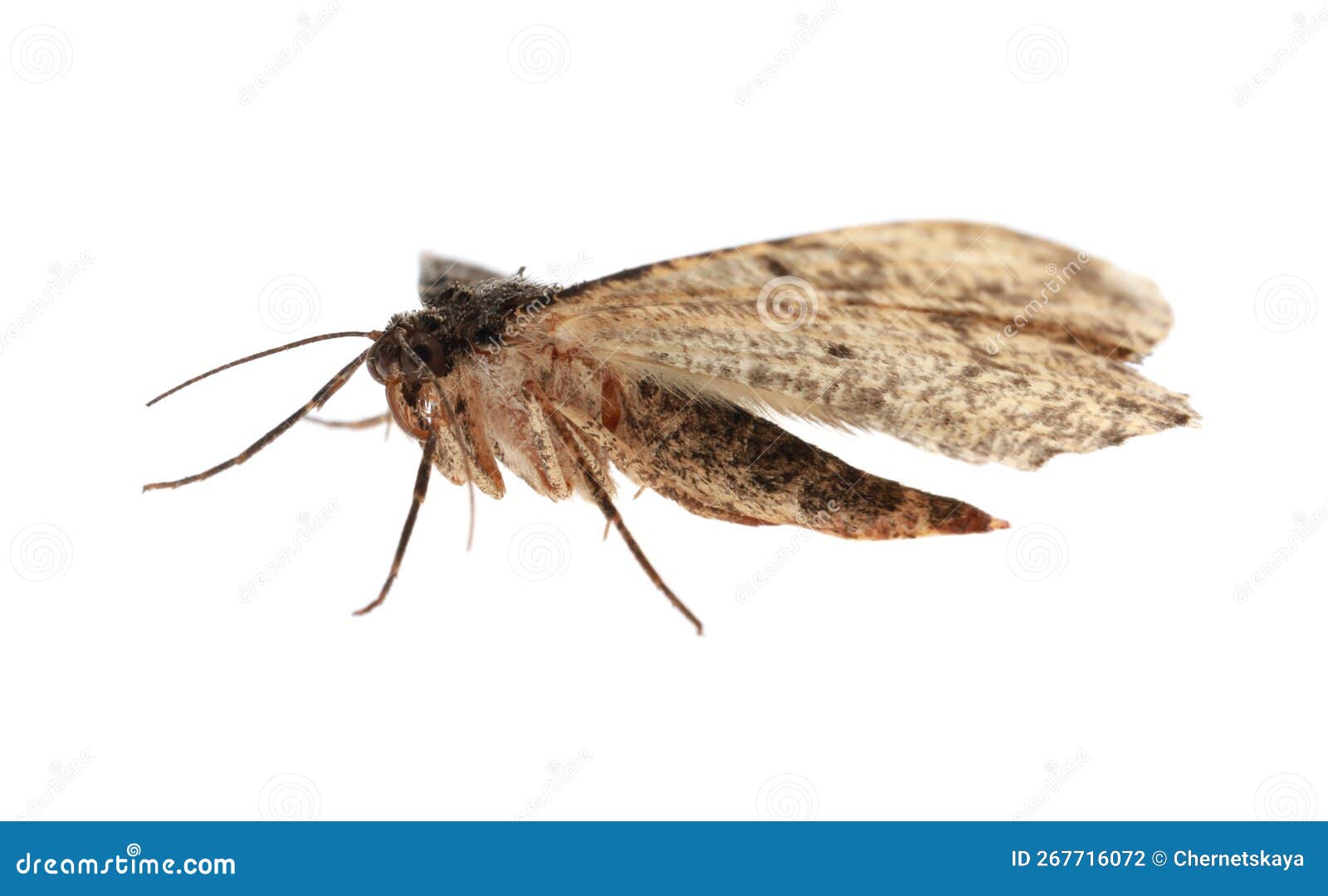 Single Alcis Repandata Moth Isolated on White Stock Photo - Image of ...
