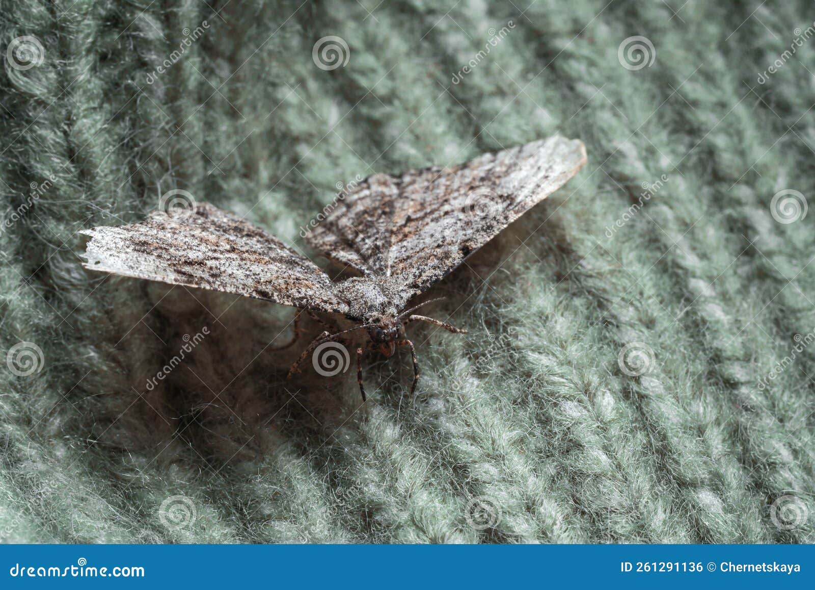Single Alcis Repandata Moth on Knitted Wool Sweater, Closeup Stock ...