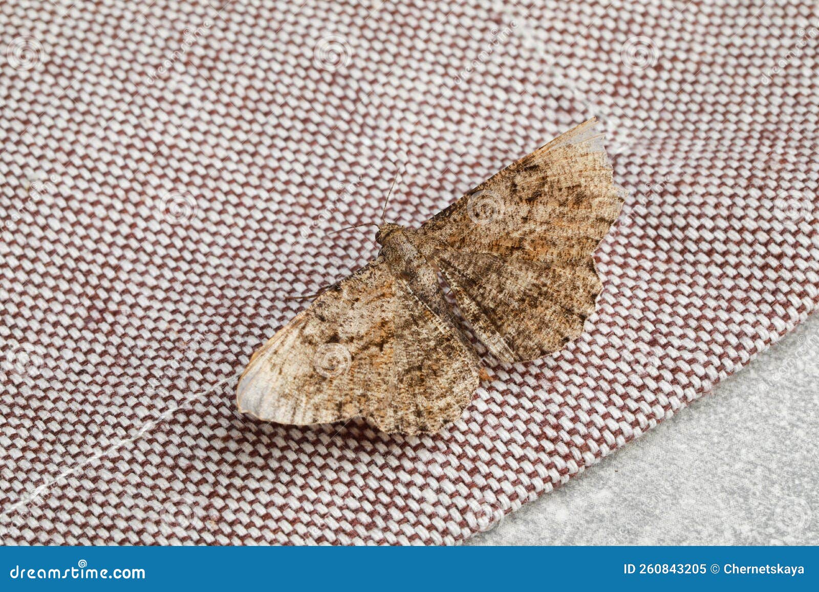 Single Alcis Repandata Moth on Light Brown Cloth, Above View Stock ...
