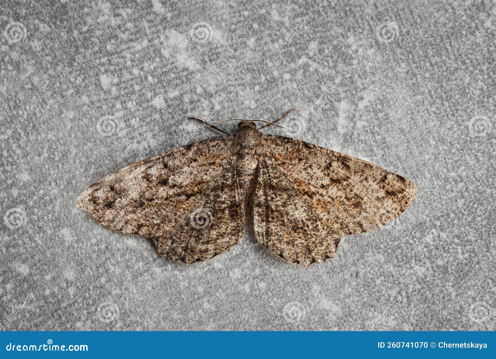 Single Alcis Repandata Moth on Light Grey Background, Top View Stock ...