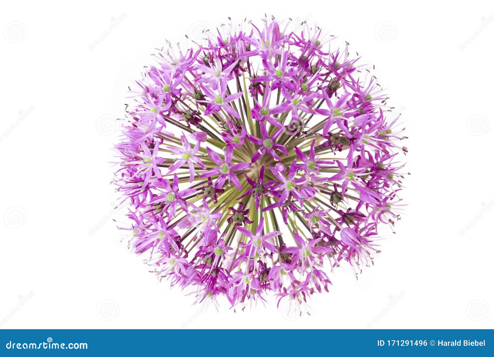 Single Allium Flower Isolated on White Background Stock Photo - Image ...