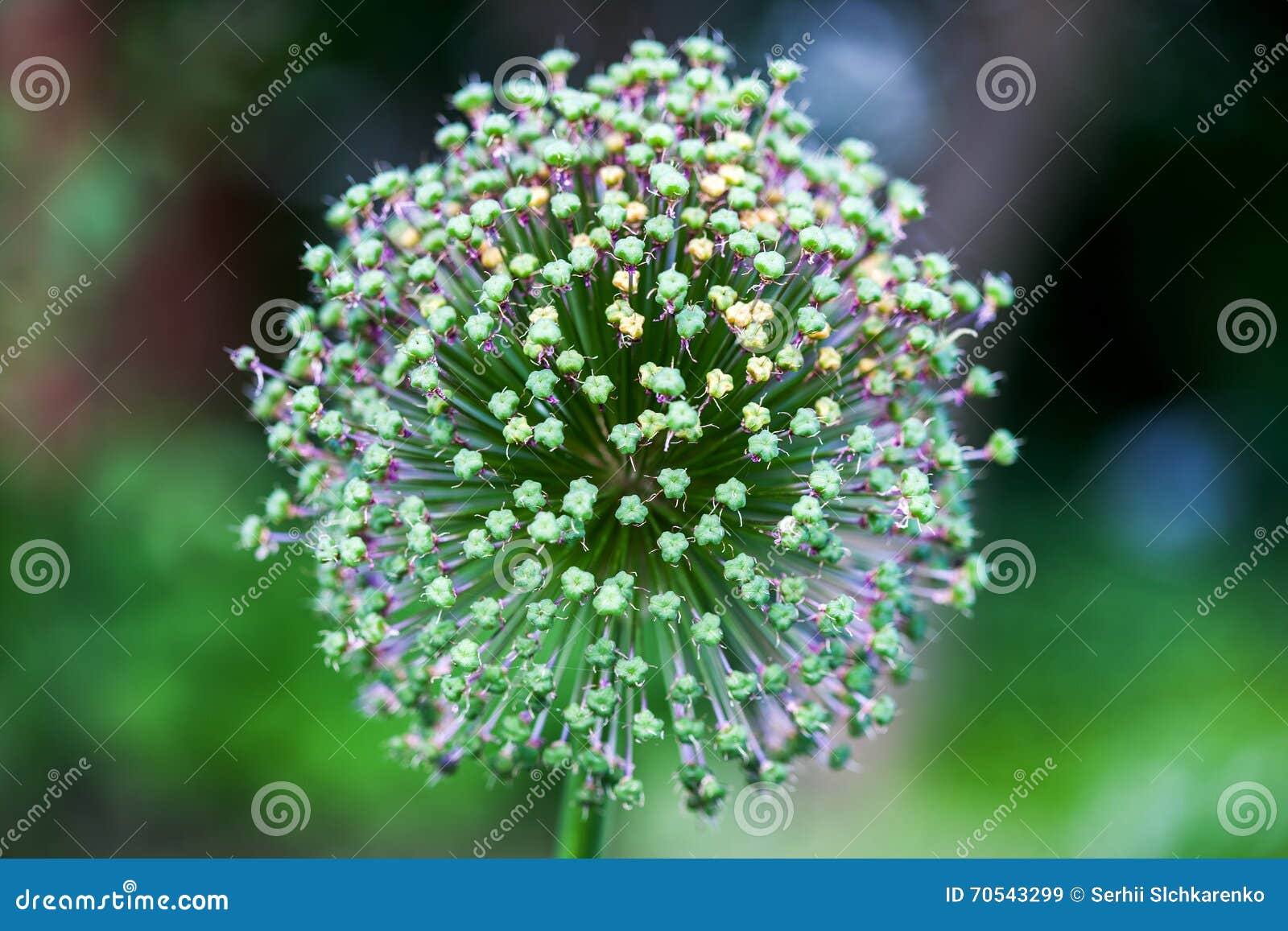 Single Allium Flower with White Head Stock Image - Image of bulb ...