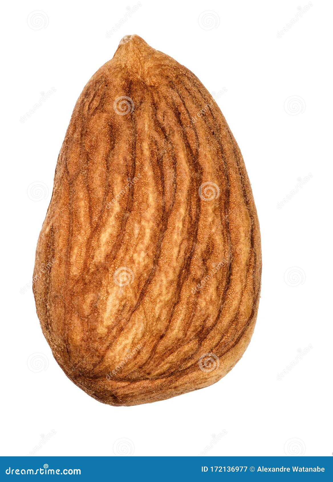 Single Almond Isolated on White Background Stock Image - Image of ...
