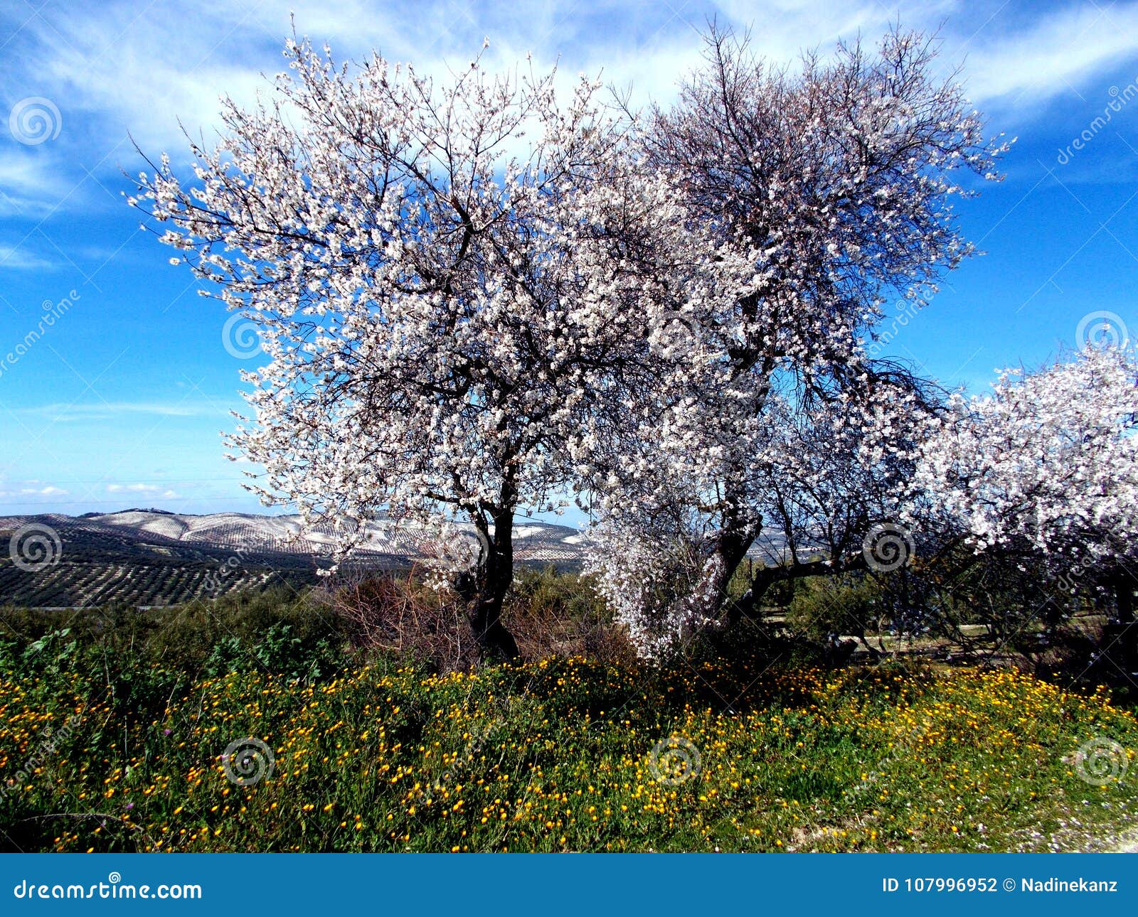 Single Almond Tree Blossom in Pink Flowers in Spring in Spain Stock ...
