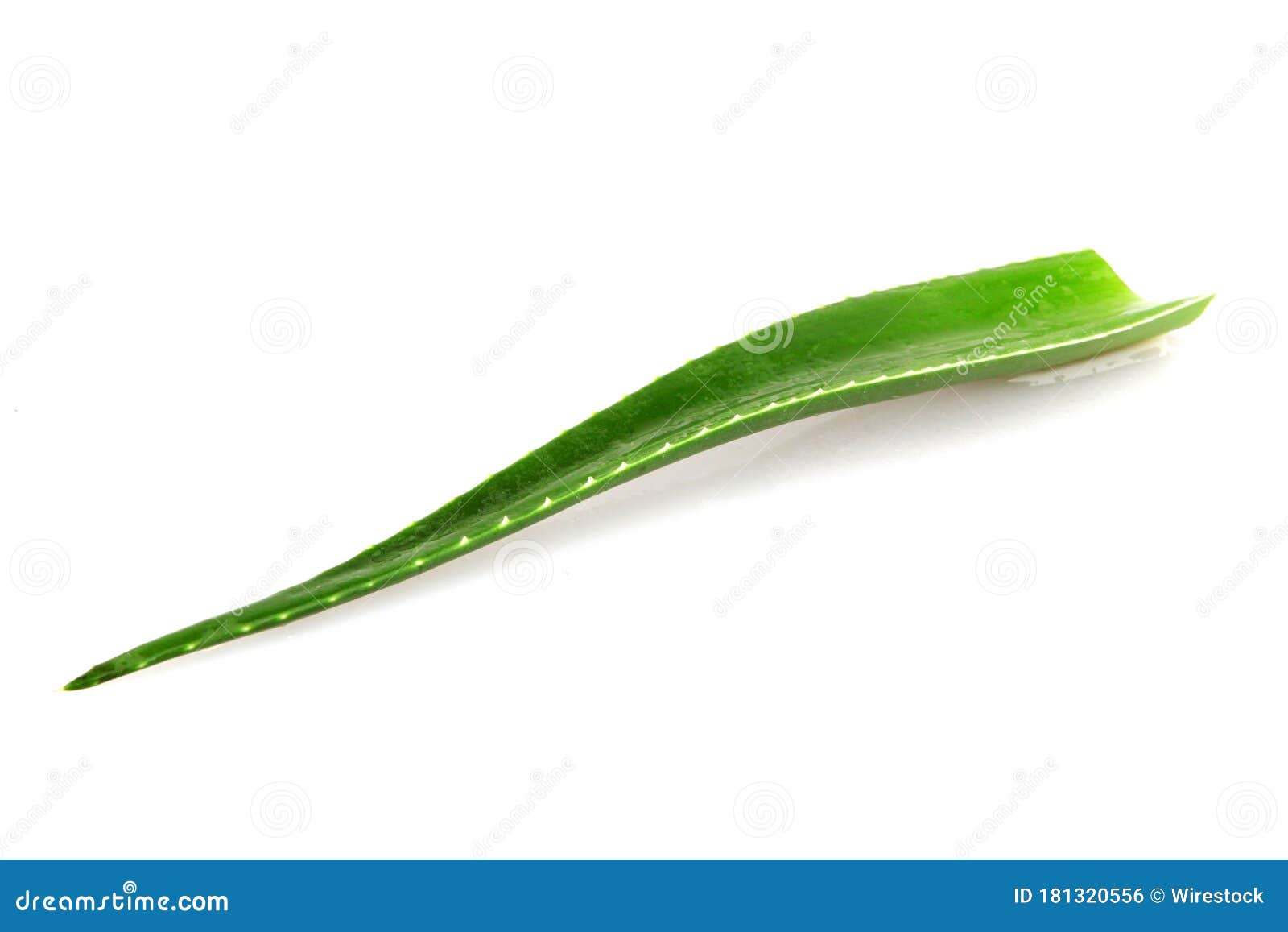 Single Aloe Vera Leaf Isolated on a White Background Stock Photo ...