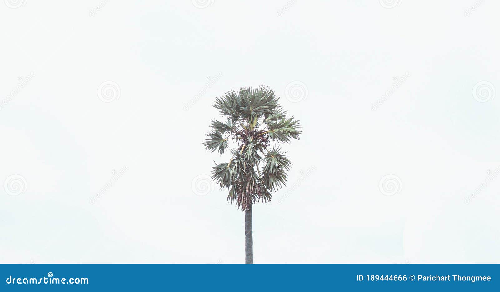 Single Alone. Coconut Palm Tree Plant on Isolate White Background Stock ...