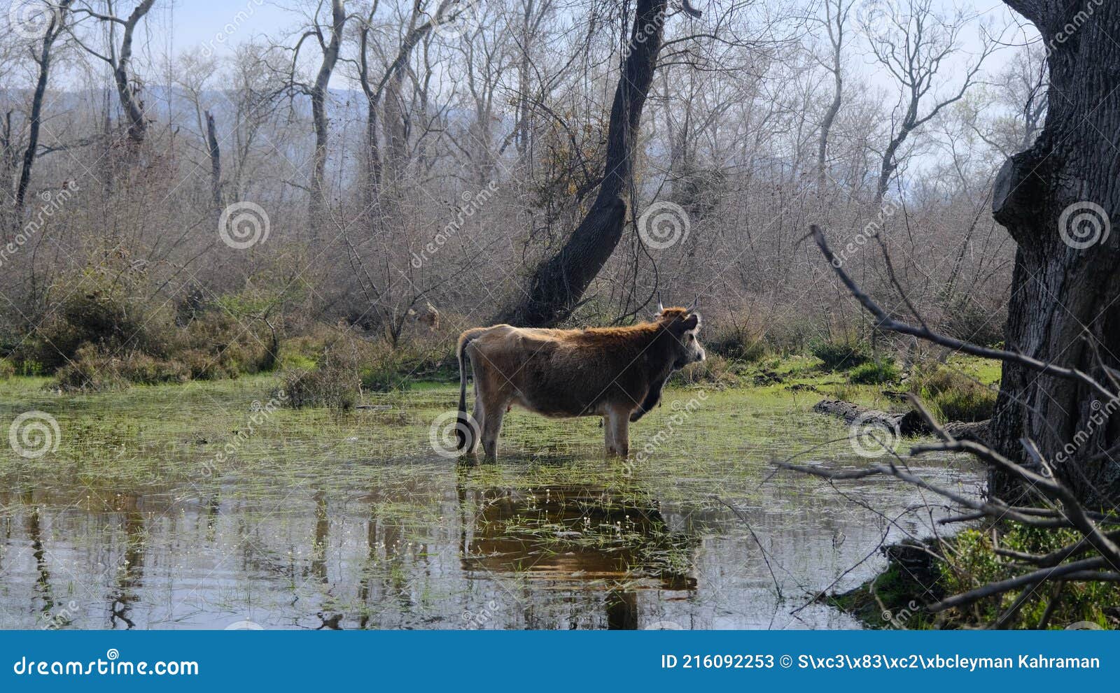 A Single and Alone Cow Standing Inside the Marsh Stock Image - Image of ...