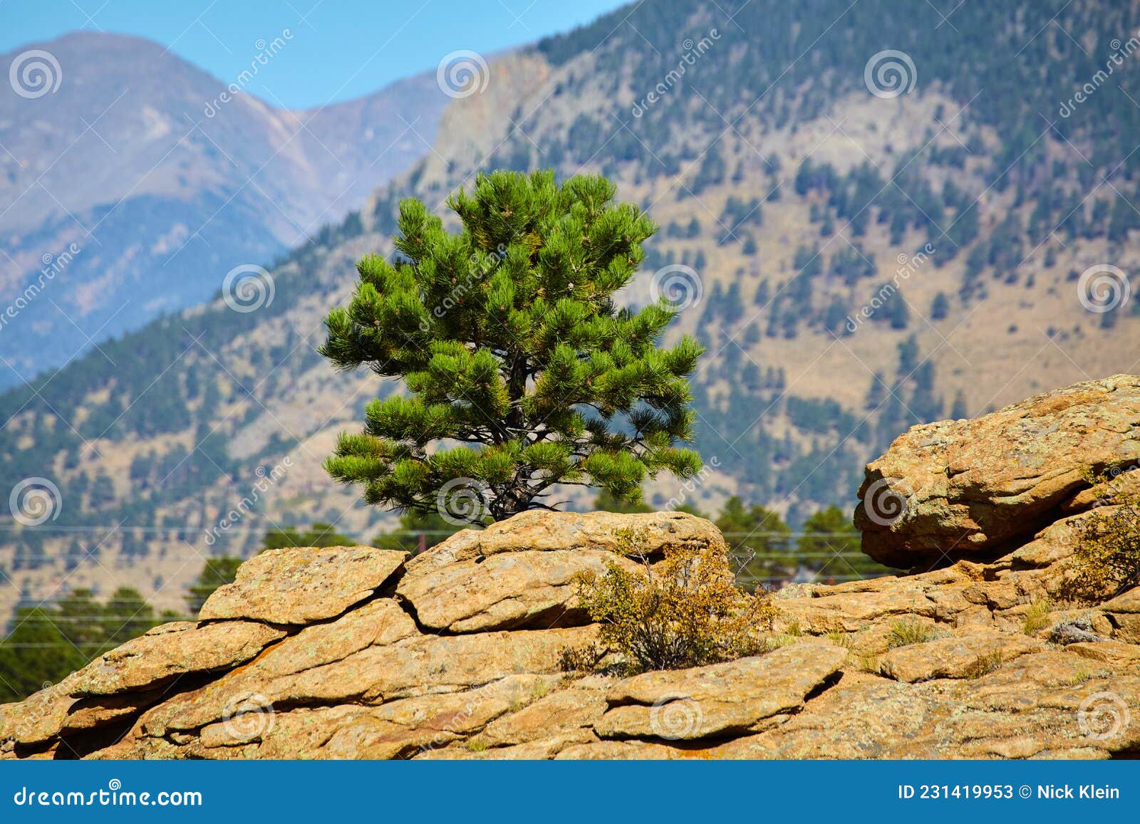 Single Alone Pine Tree Isolated on Rock Mountains with Mountain Wall in ...