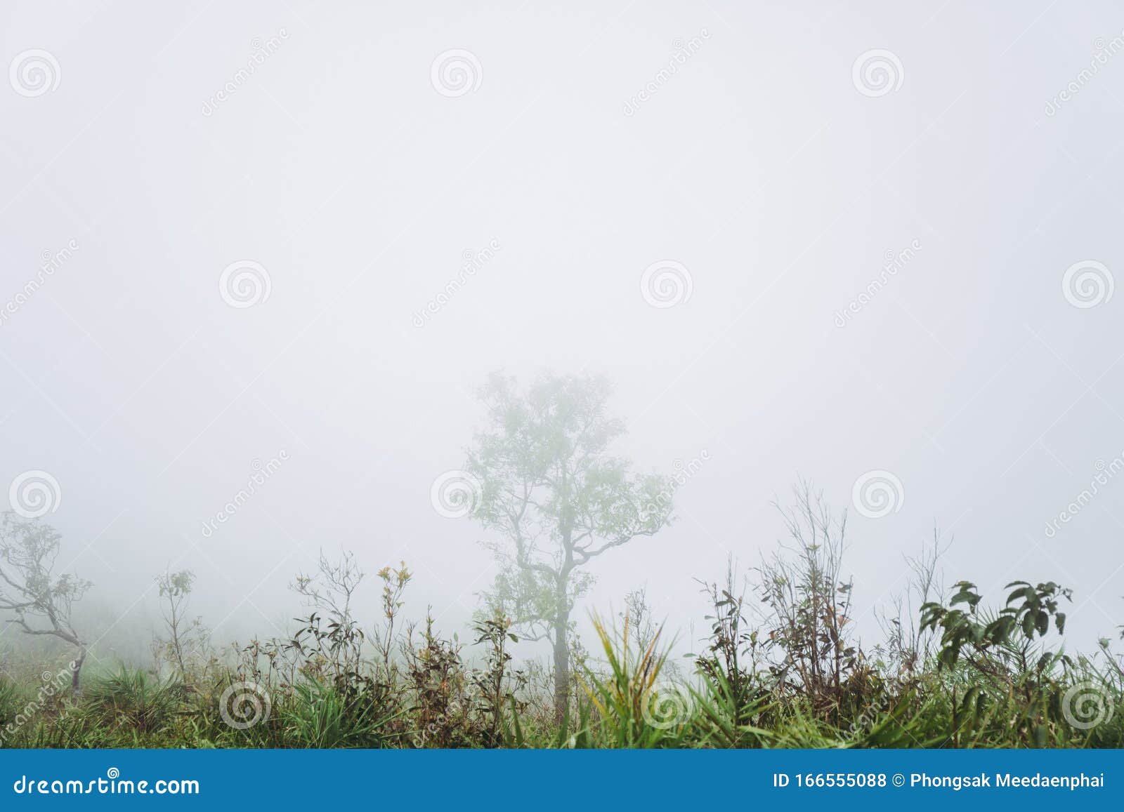 Single or Alone Tree in Fog or Clouds on the Mountain Forest. Stock ...