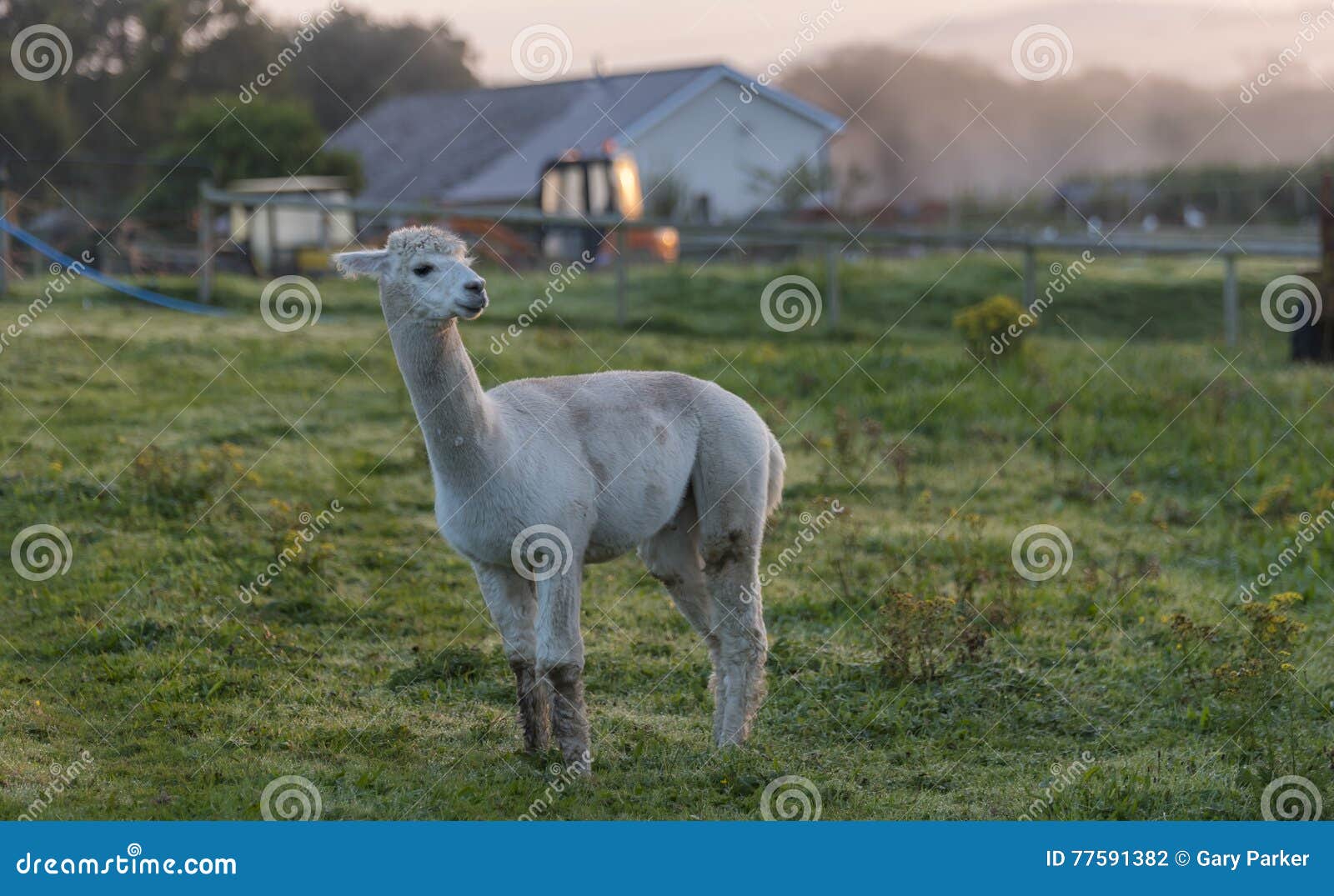 A Single Alpaca in a Field, at Dawn Stock Photo - Image of close ...