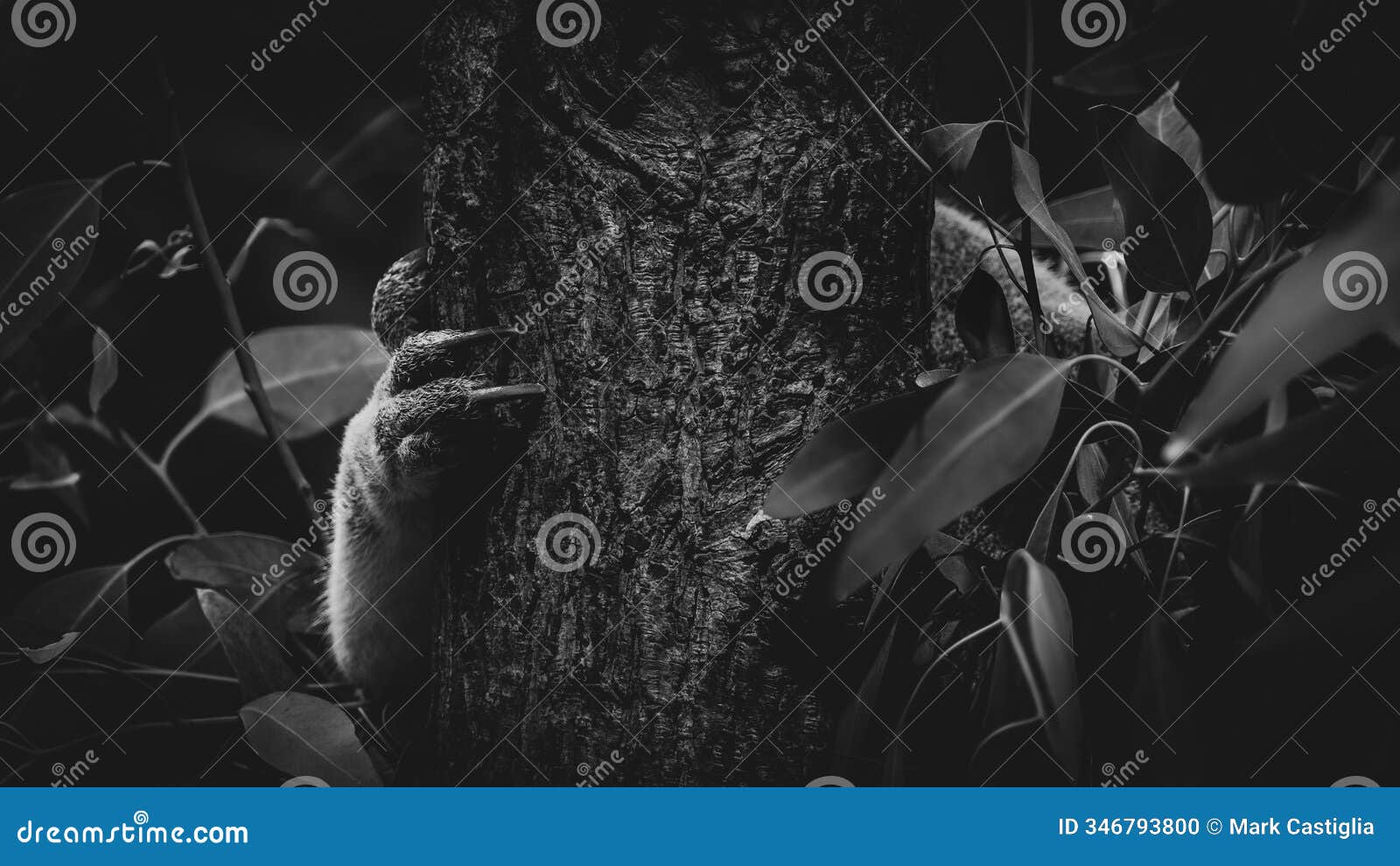 Single Animal Paw with Sharp Claws on Tree Bark Stock Photo - Image of ...