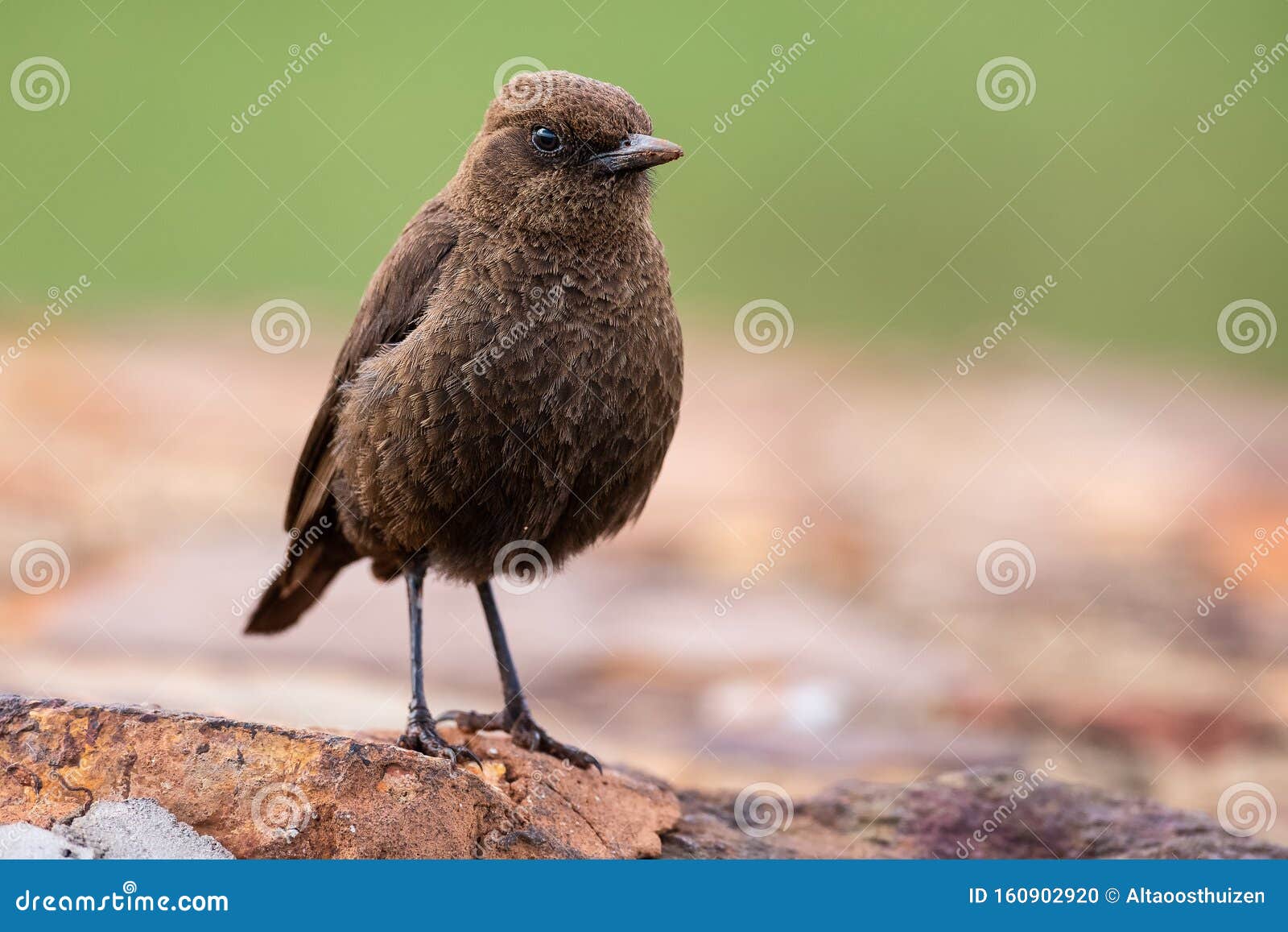 Single Ant Eating Chat Close-up Standing on a Rock Stock Photo - Image ...
