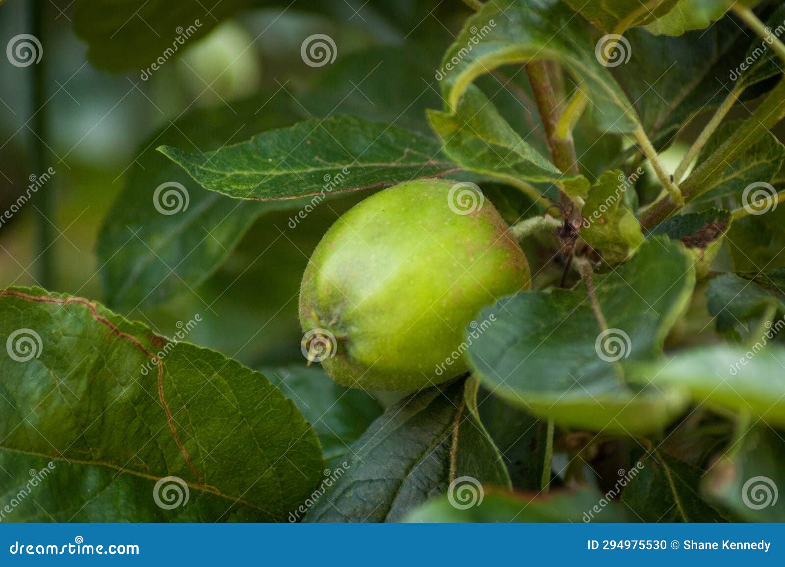 Single Apple Fruit on Tree stock photo. Image of apple - 294975530