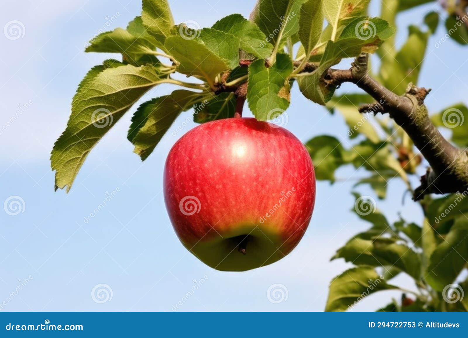 Single Apple Hanging from a Branch on an Isolated Tree Stock ...