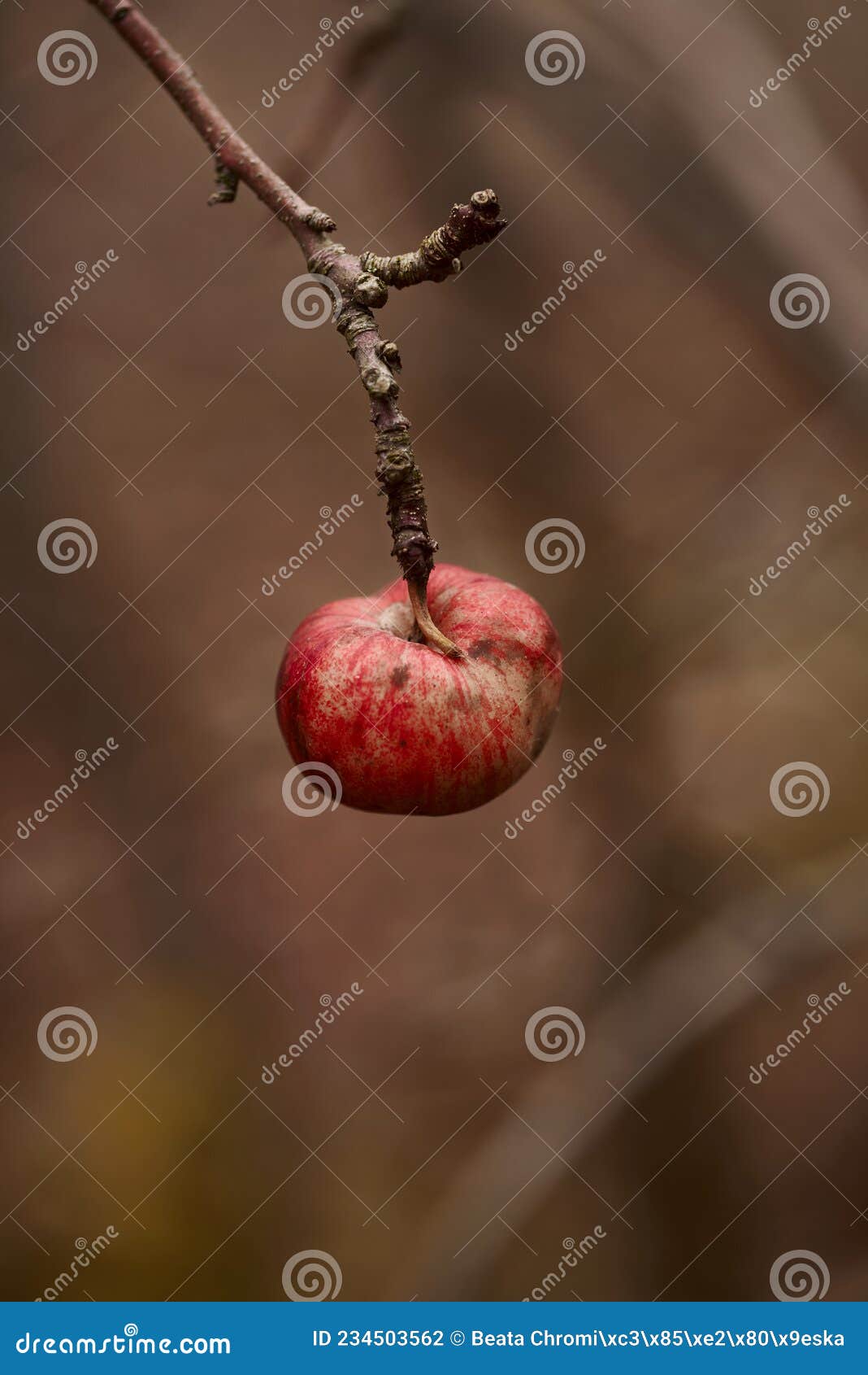 Single Apple on the Leafless Tree Stock Photo - Image of tree, branch ...