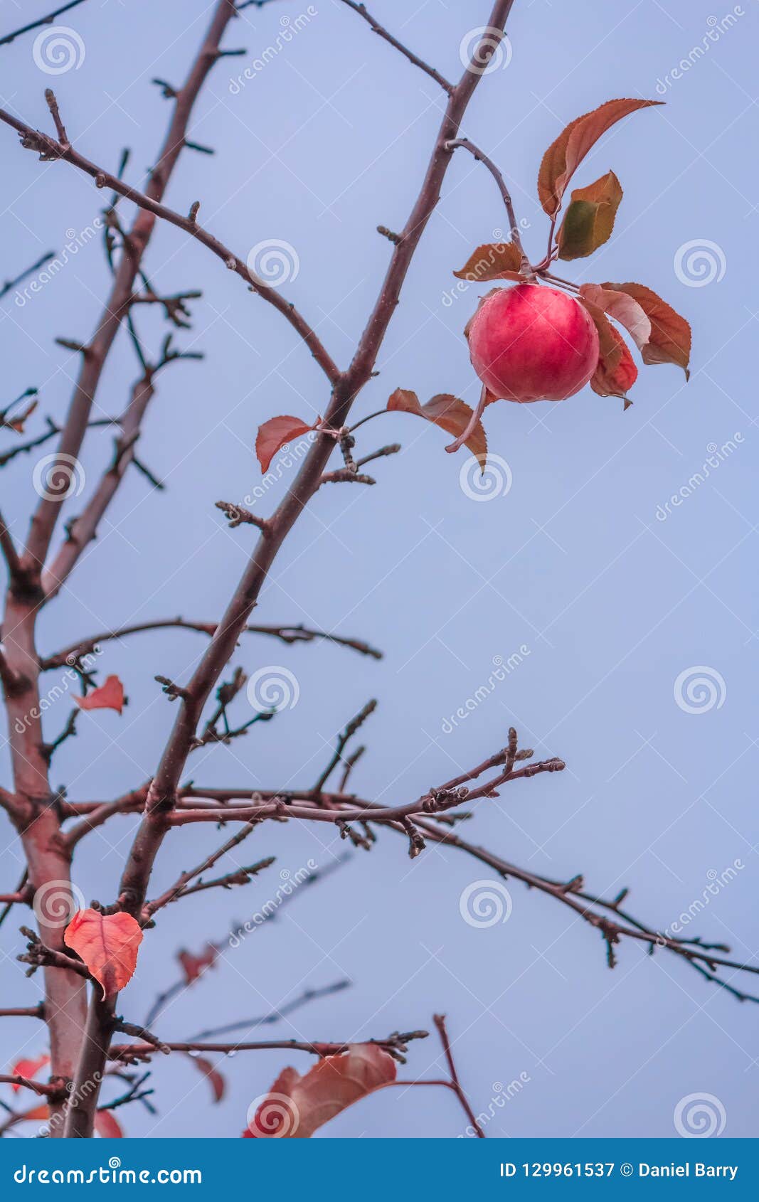 Single Apple in a Leafless Tree Stock Image - Image of apple, leaves ...