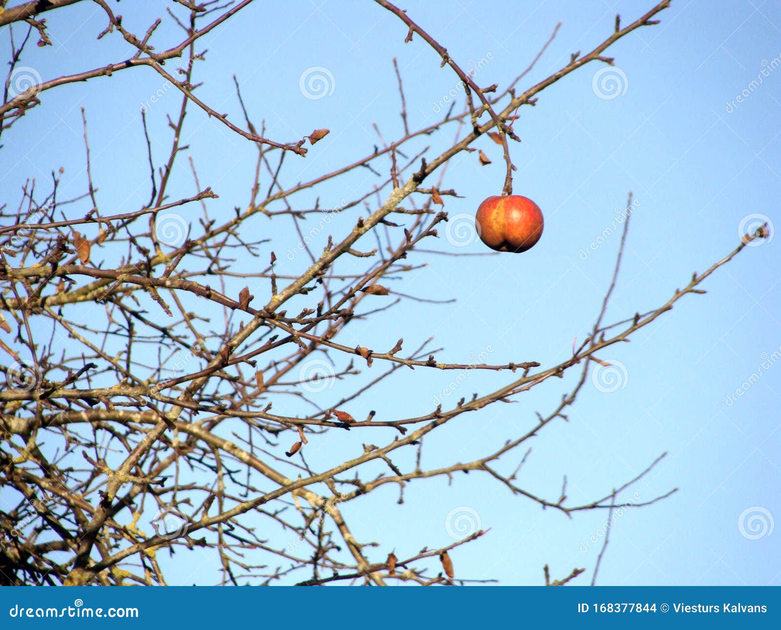 Single apple 2 stock photo. Image of fruit, background - 168377844