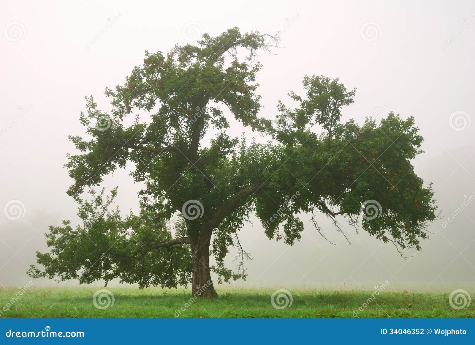 Single Apple Tree in an Autumn Fog Stock Photo - Image of country, grow ...
