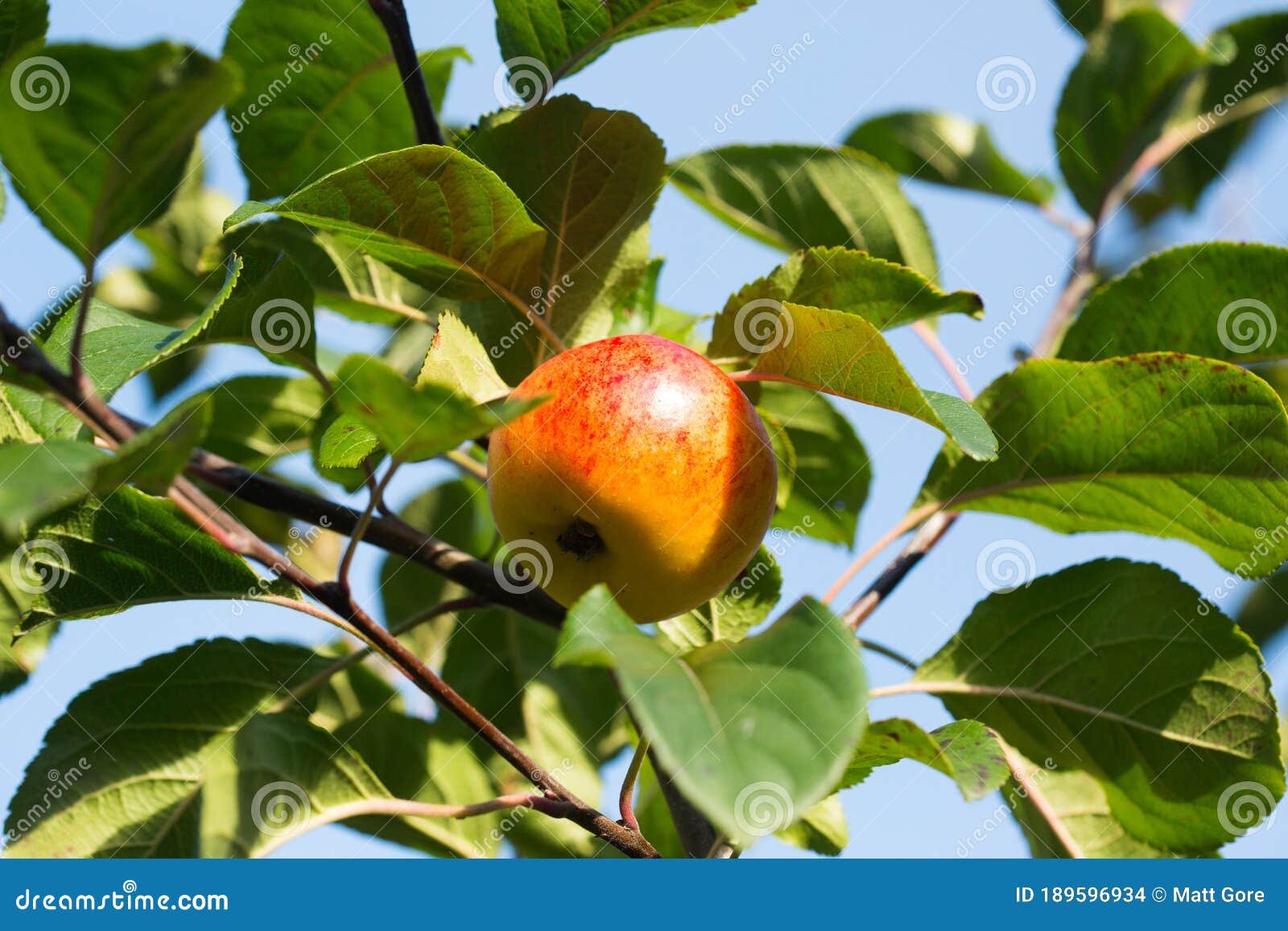 Single Apple in an Apple Tree with Green Leaves Stock Photo - Image of ...