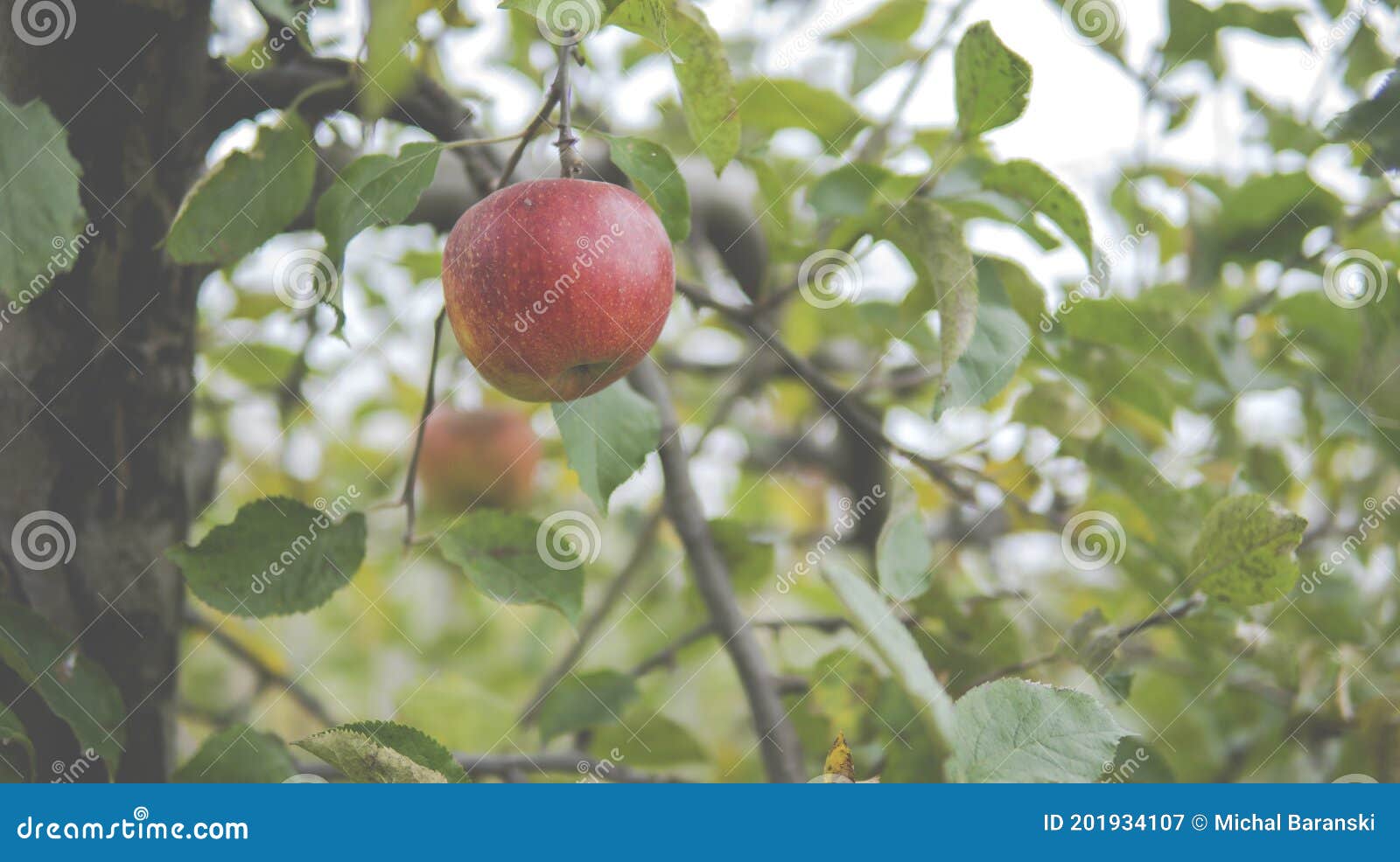 Single apple on a tree stock image. Image of fallen - 201934107