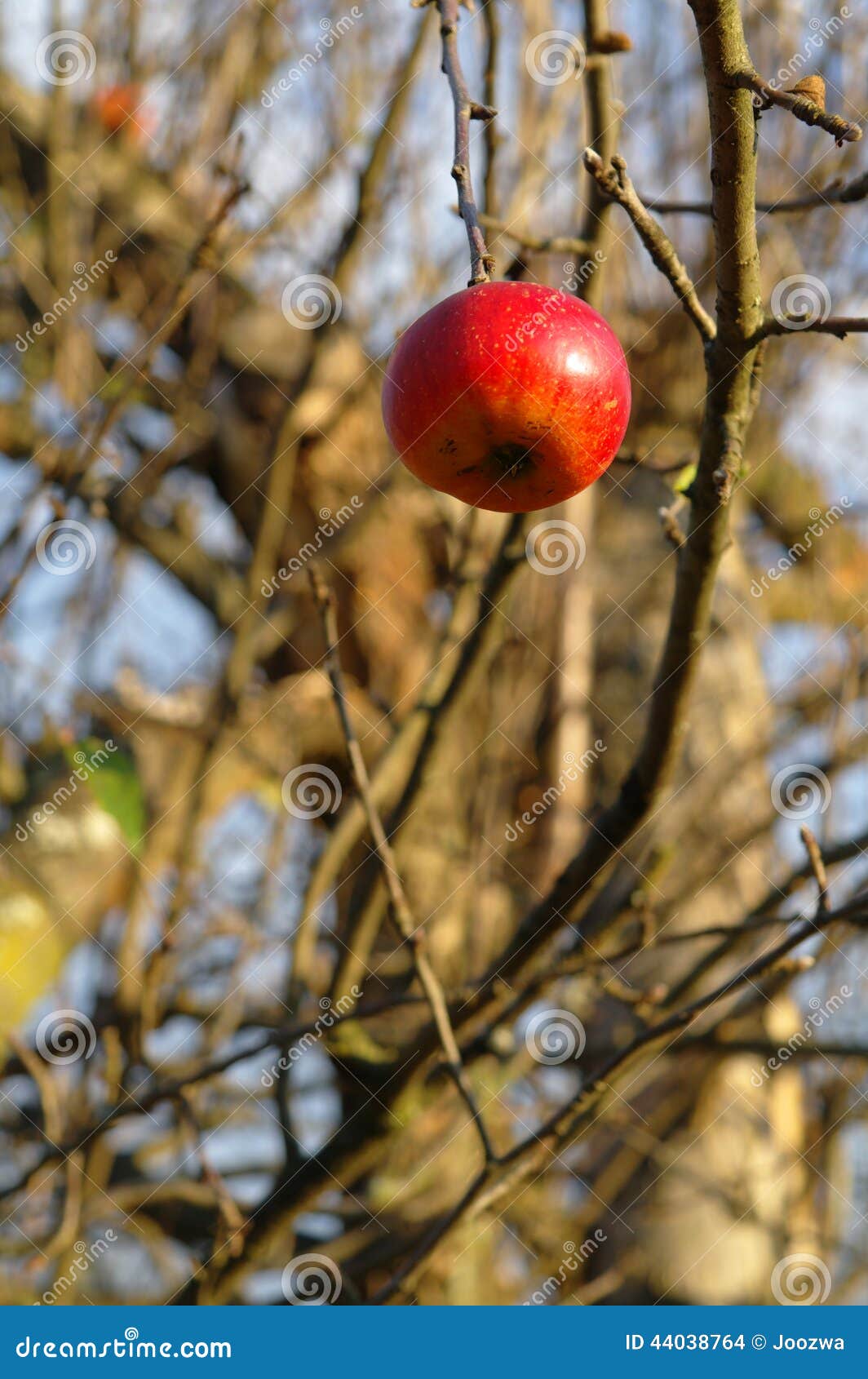 Single apple on a tree stock photo. Image of rural, nature - 44038764