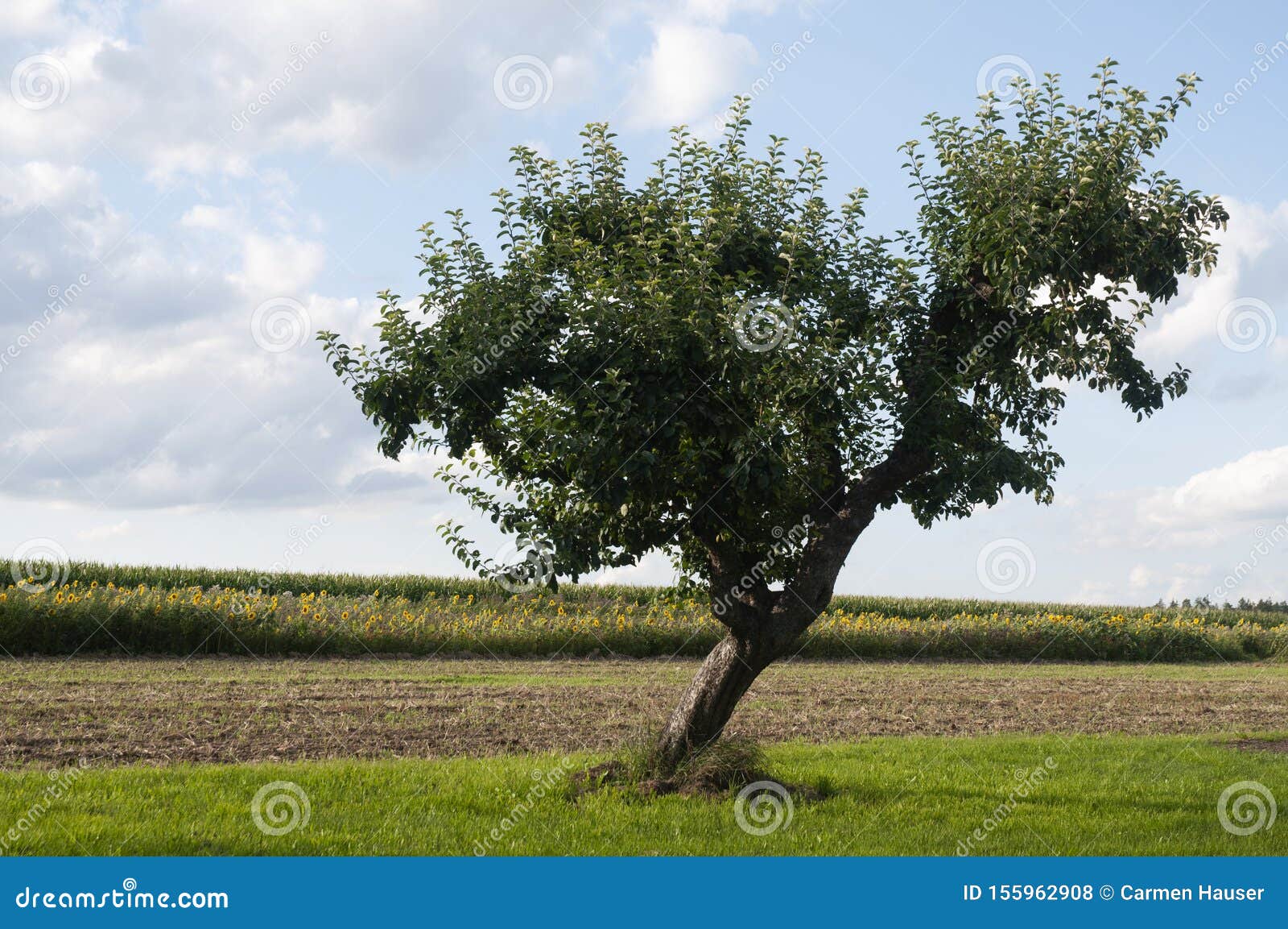 Single Apple Tree in Rural Landscape with Olique Trunk Stock Photo ...