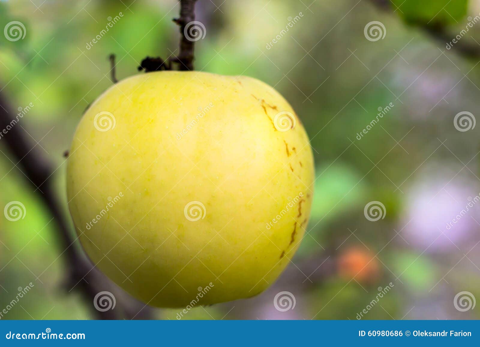 Single Apple in the Tree Waiting To Be Picked. Stock Photo - Image of ...