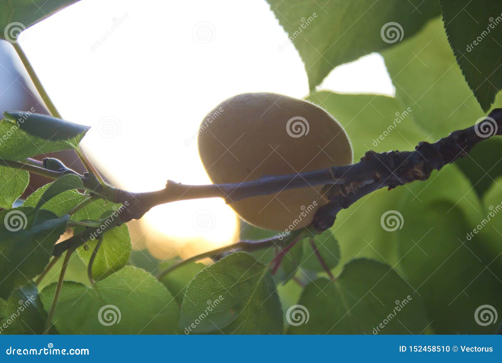 Single Apricot Close Up Photo Stock Photo - Image of tree, season ...