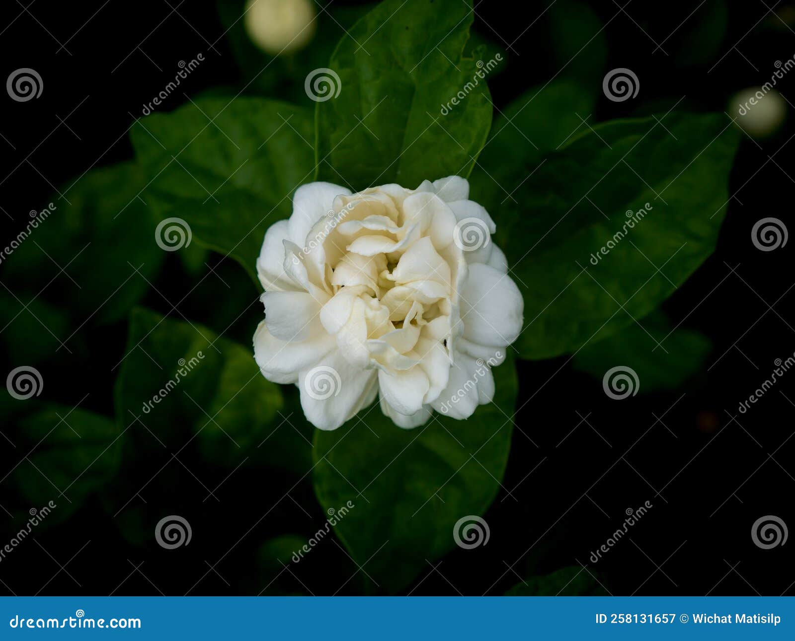 Single Arabian Jasmine Flower Blooming Stock Image - Image of flora ...