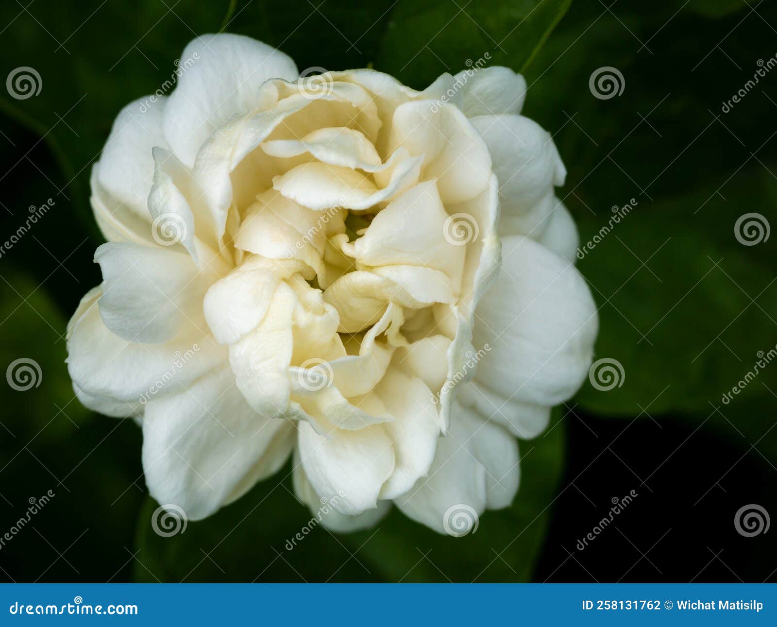 Single Arabian Jasmine Flower Blooming Stock Photo - Image of garden ...