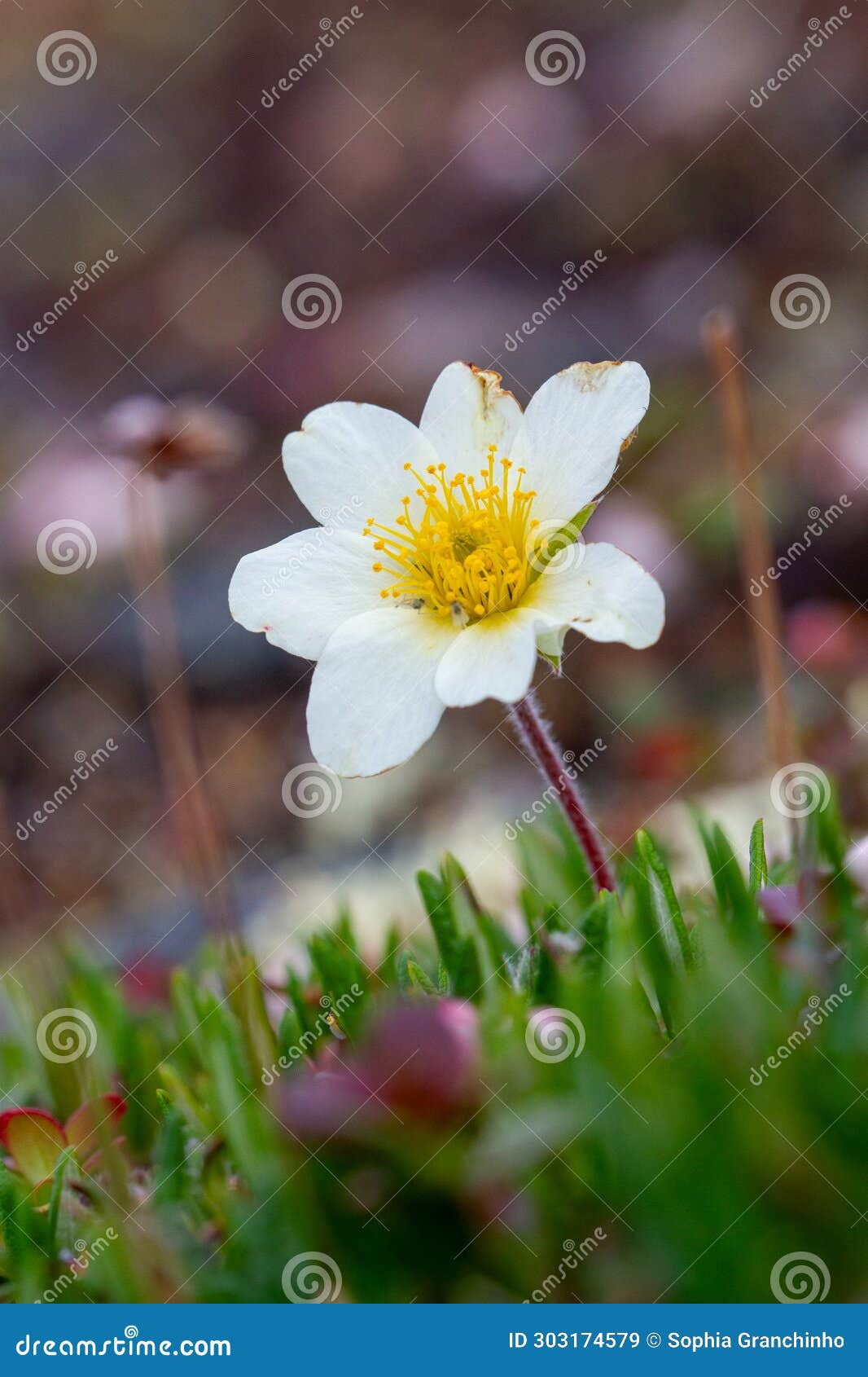 A Single Arctic Mountain Aven or Alpine Dryad Flower in Full Bloom ...