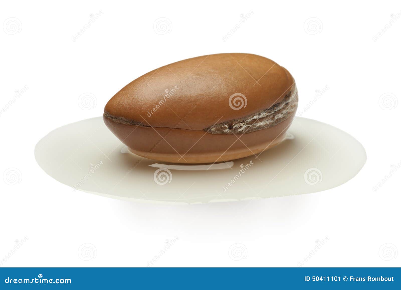 Single Argan Nut in Puddle of Oil Stock Image - Image of beauty ...