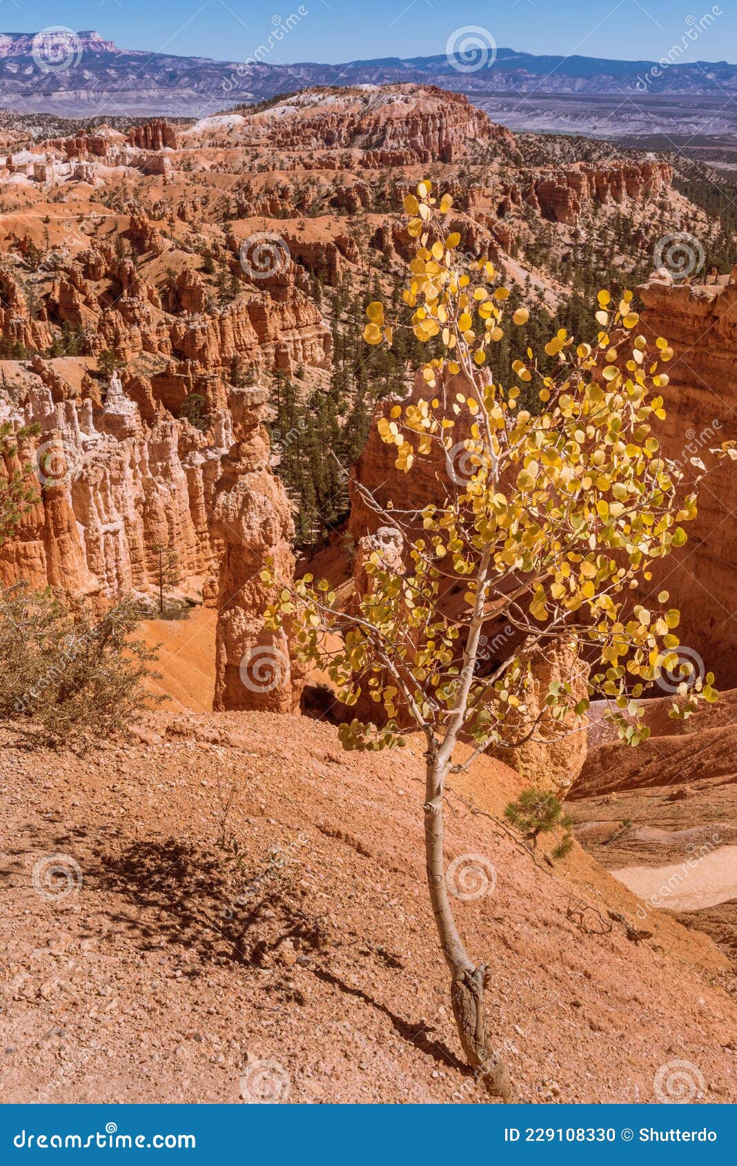 Single Aspen Tree Growing on the Hillside Stock Photo - Image of hoodoo ...