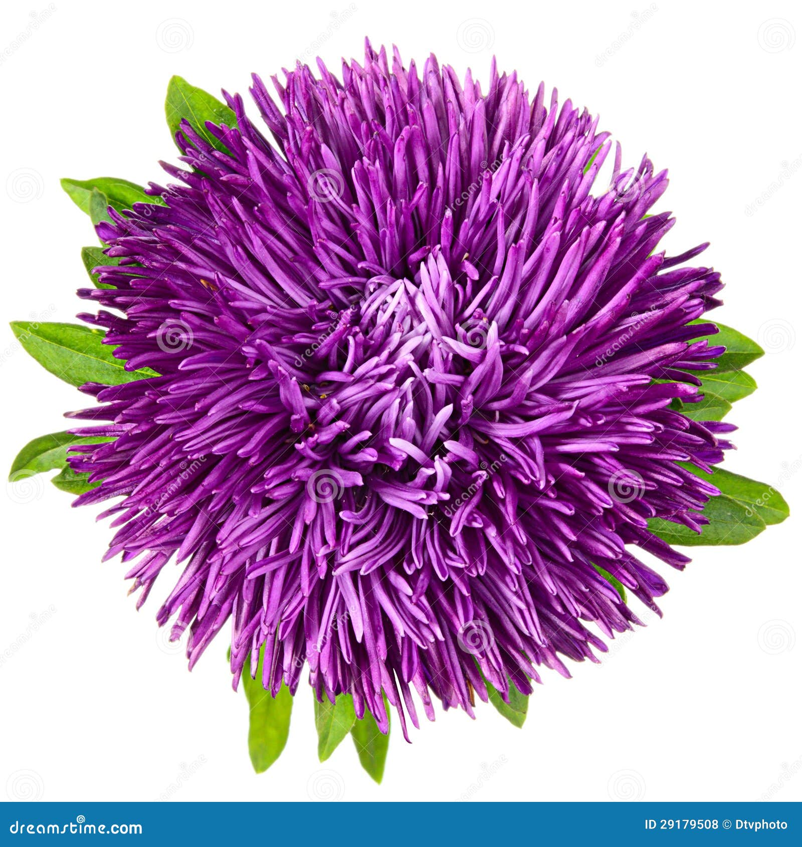 Single aster stock photo. Image of flower, arrangement - 29179508