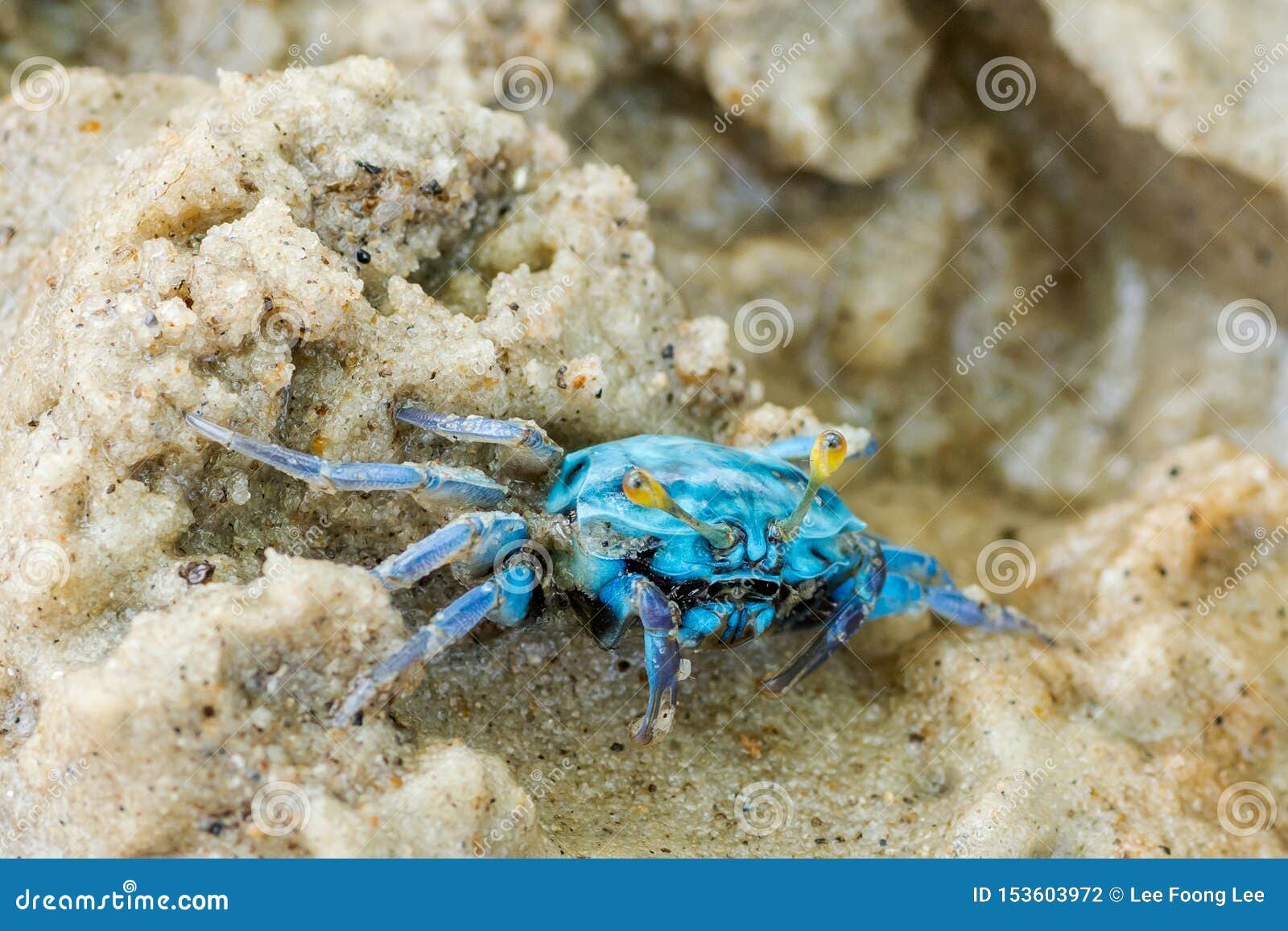 Single Little Blue Crab on Sand Stock Photo - Image of fiddler, fauna ...