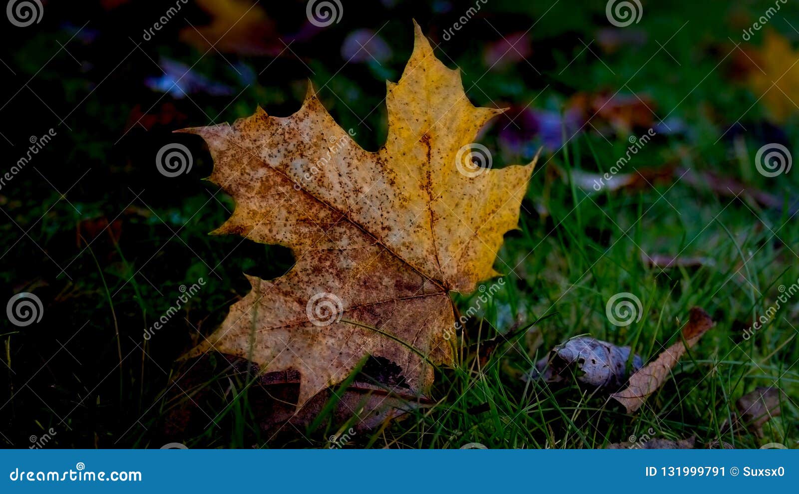 Single autum leaf stock image. Image of right, leaf - 131999791