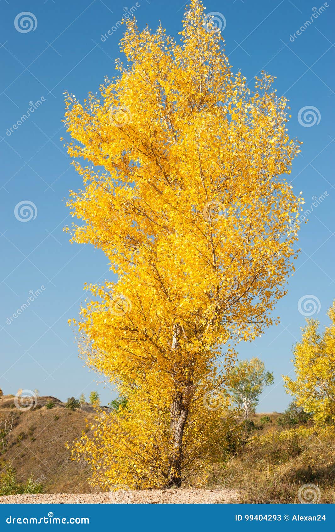 A single autumn birch tree stock image. Image of trunk - 99404293