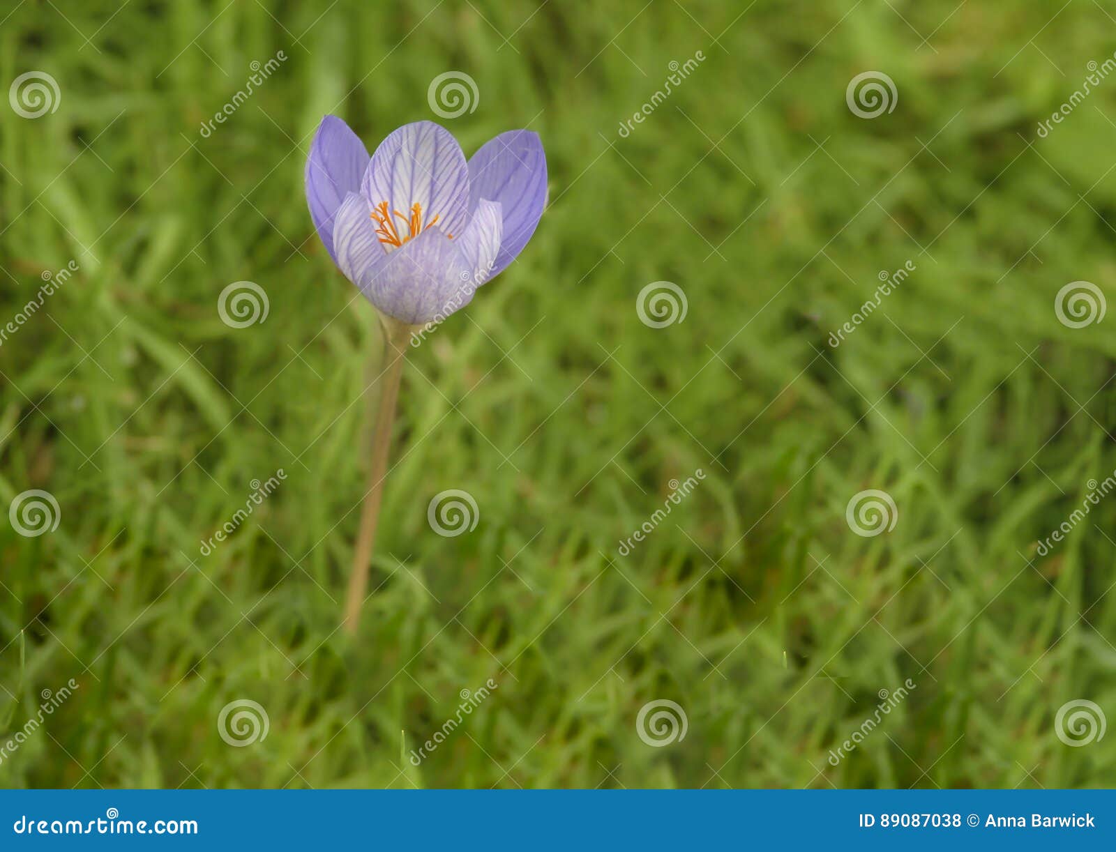 Single Autumn Crocus Flower on Green Lawn Stock Photo - Image of grass ...